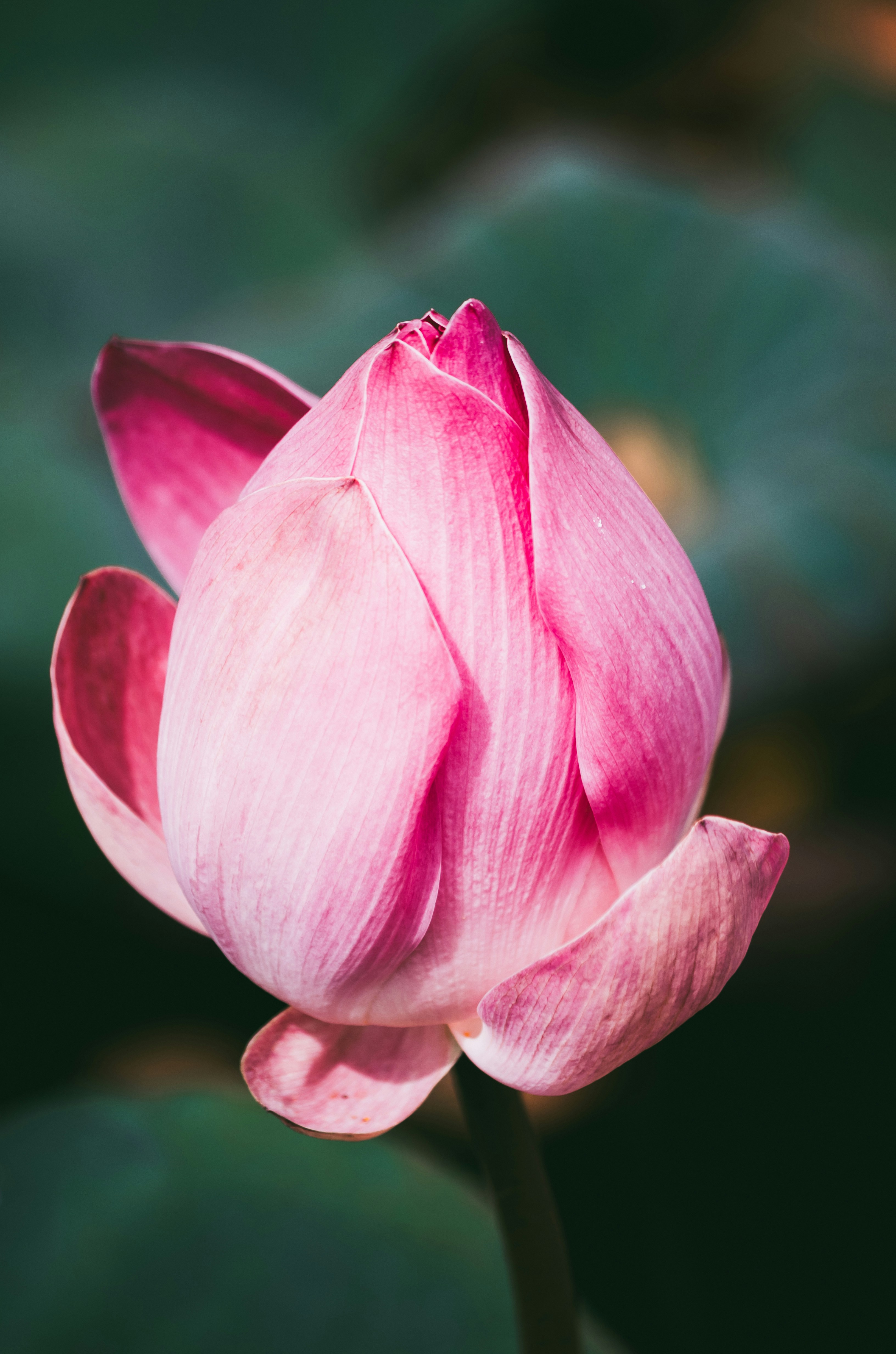Delicate pink lotus flower poised elegantly against a dark green backdrop, embodying tranquility and grace.