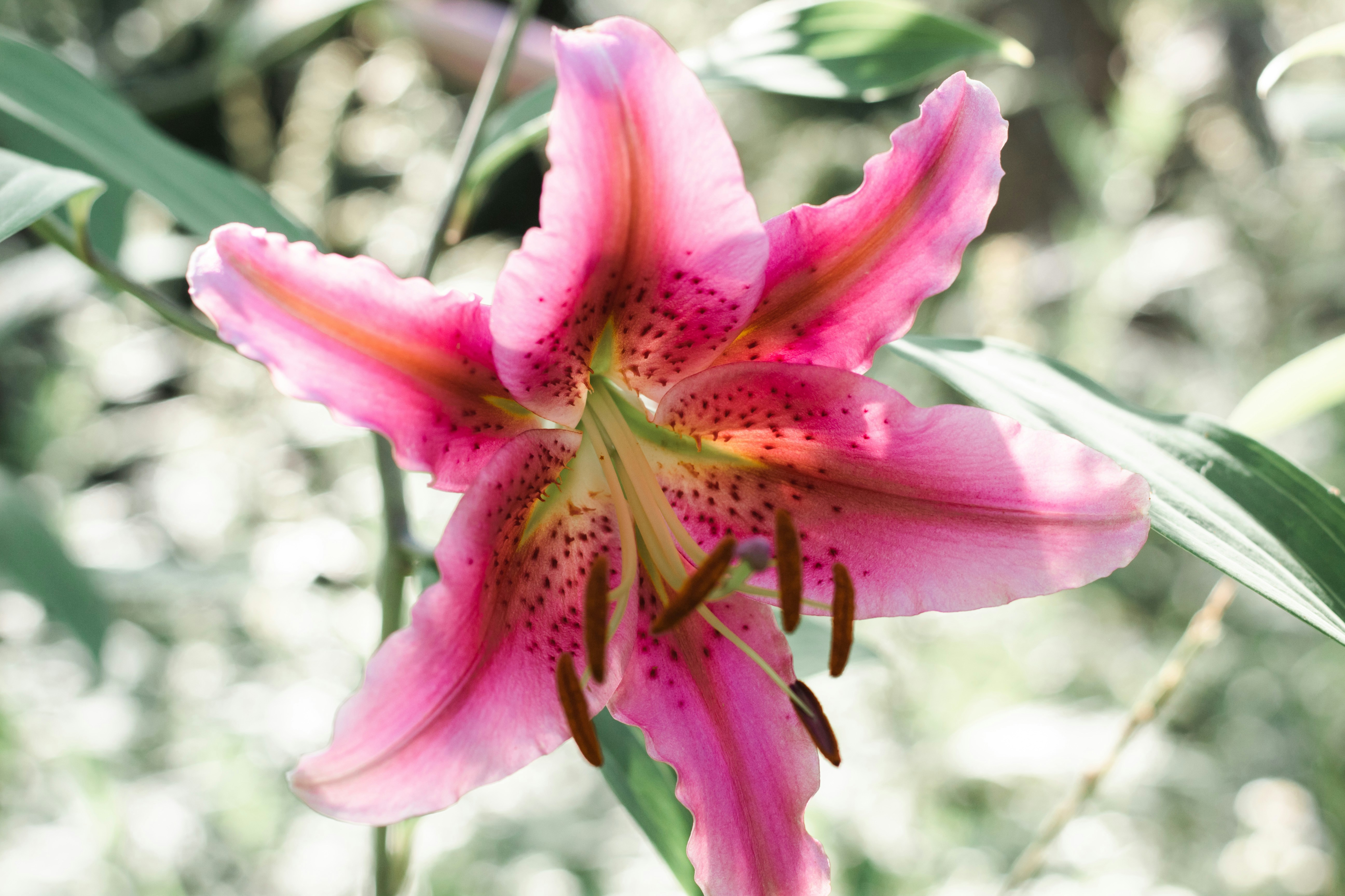 Sunlit Pink Lily: Velvet Petals Framing a Stamen Burst