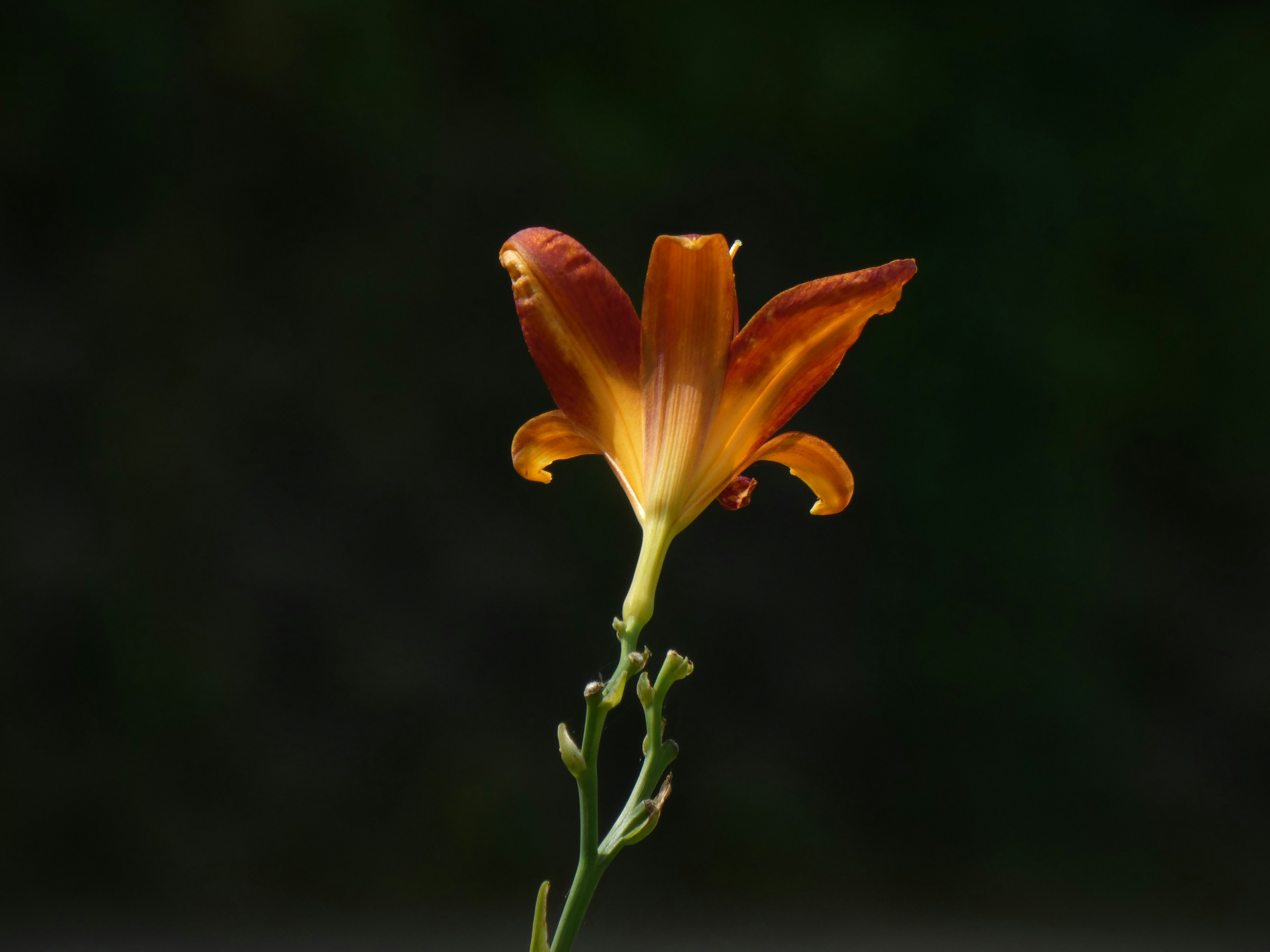 Orange lily blooms against a dark, blurred background, a close-up photograph that highlights the petal texture and color.