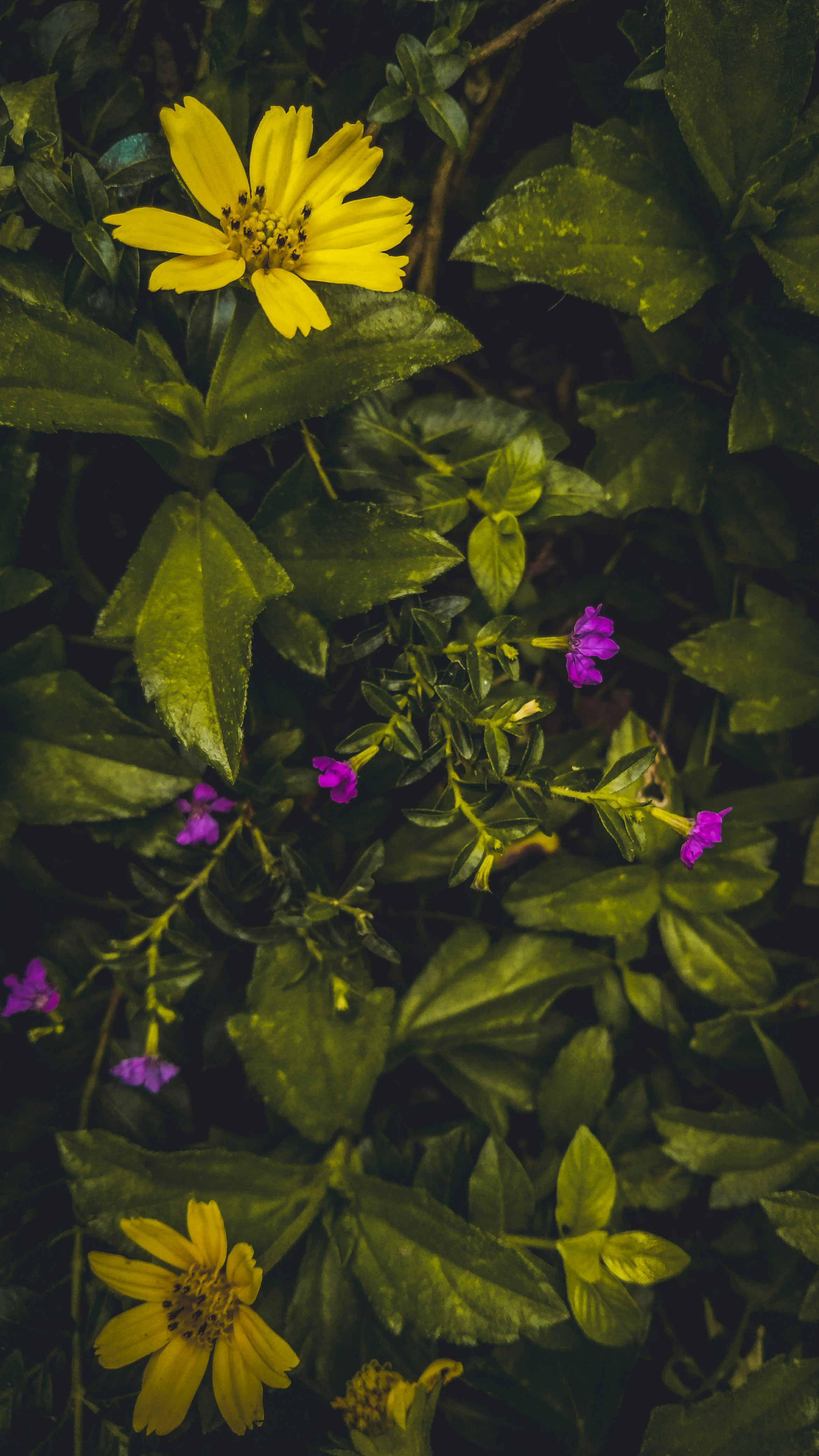 Oppo A71 Sample Shots