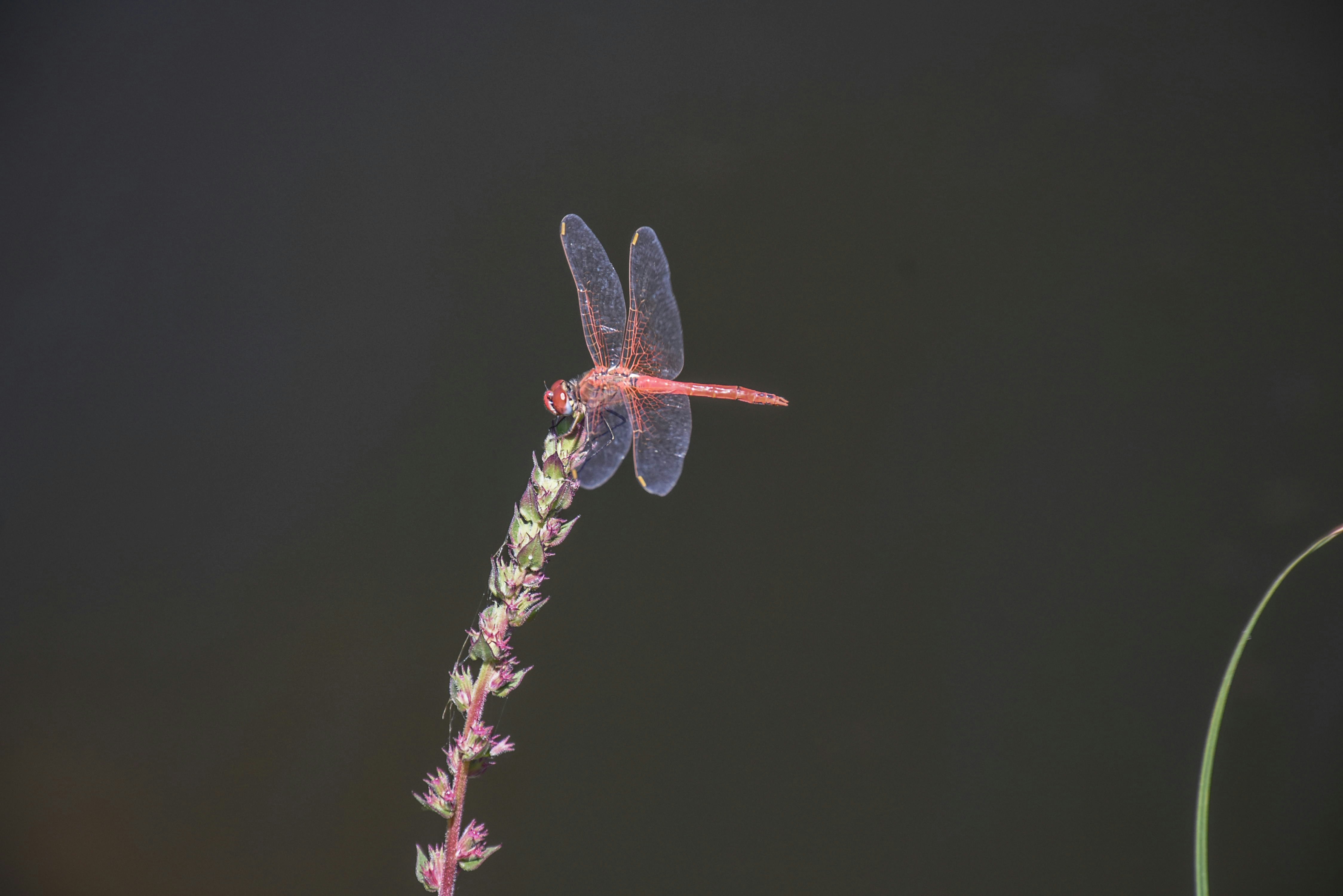 Libellule rouge photo – Photo Insecte Gratuite sur Unsplash