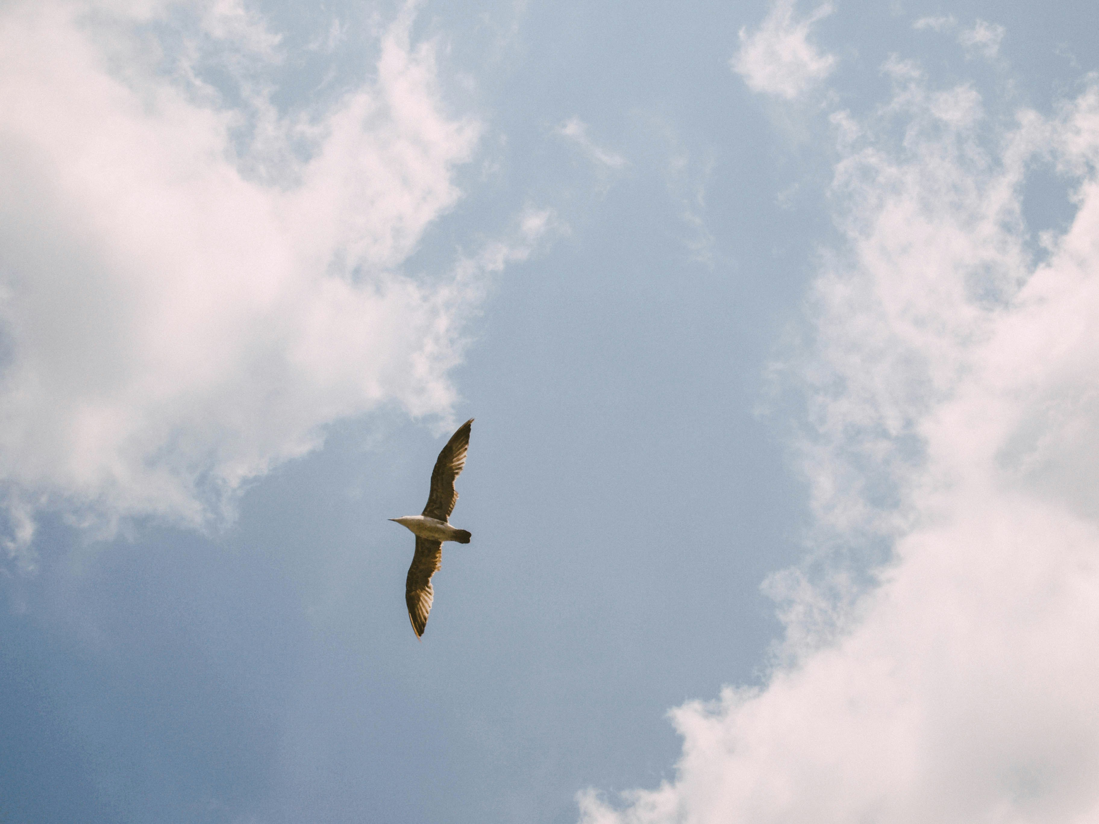 A solitary gull glides across a pale blue sky dotted with soft clouds.