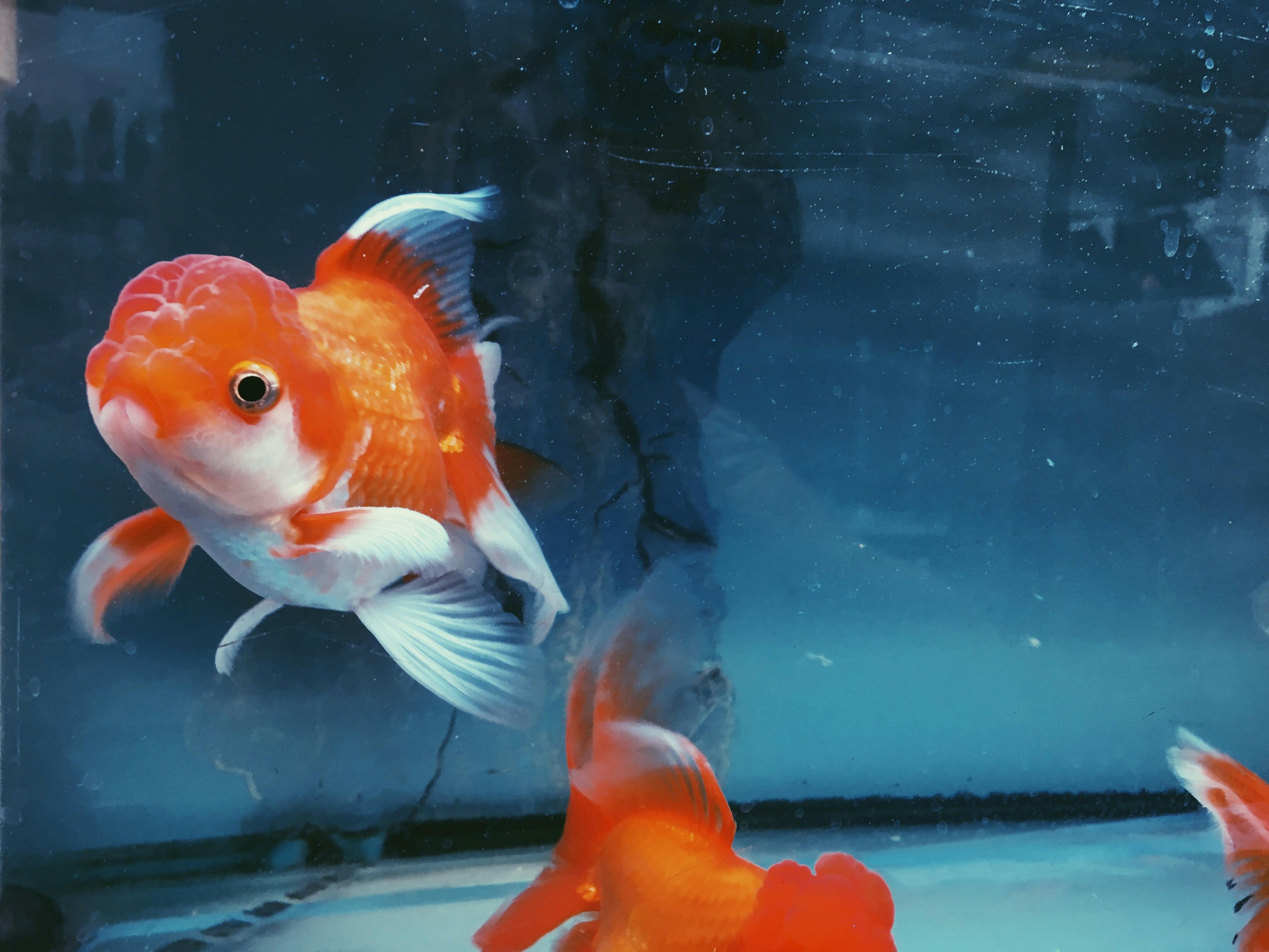 Three gold fish photo – Free Fish Image on Unsplash