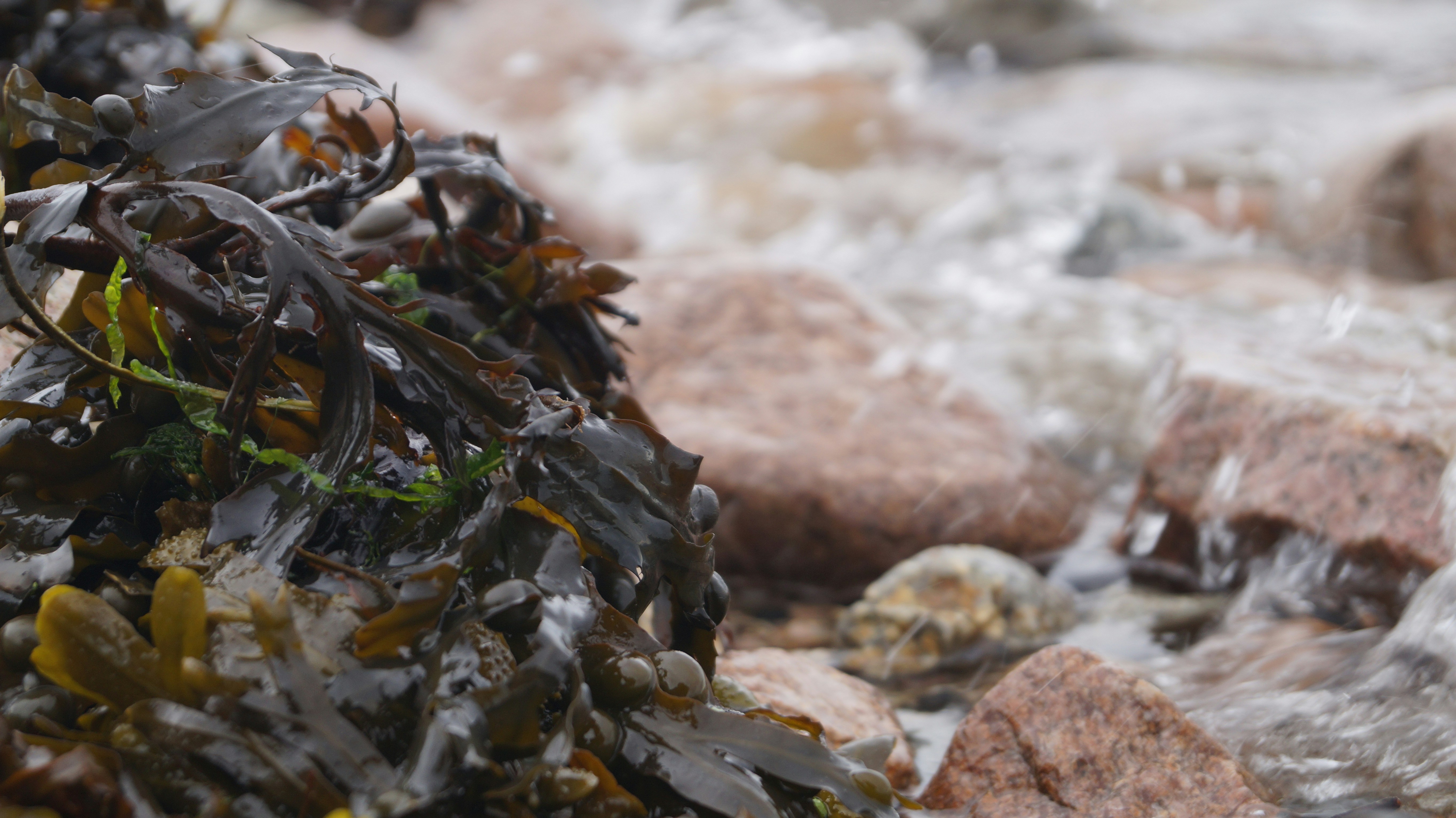 Seaweed clusters against smooth rocks with gentle waves washing over the shore.
