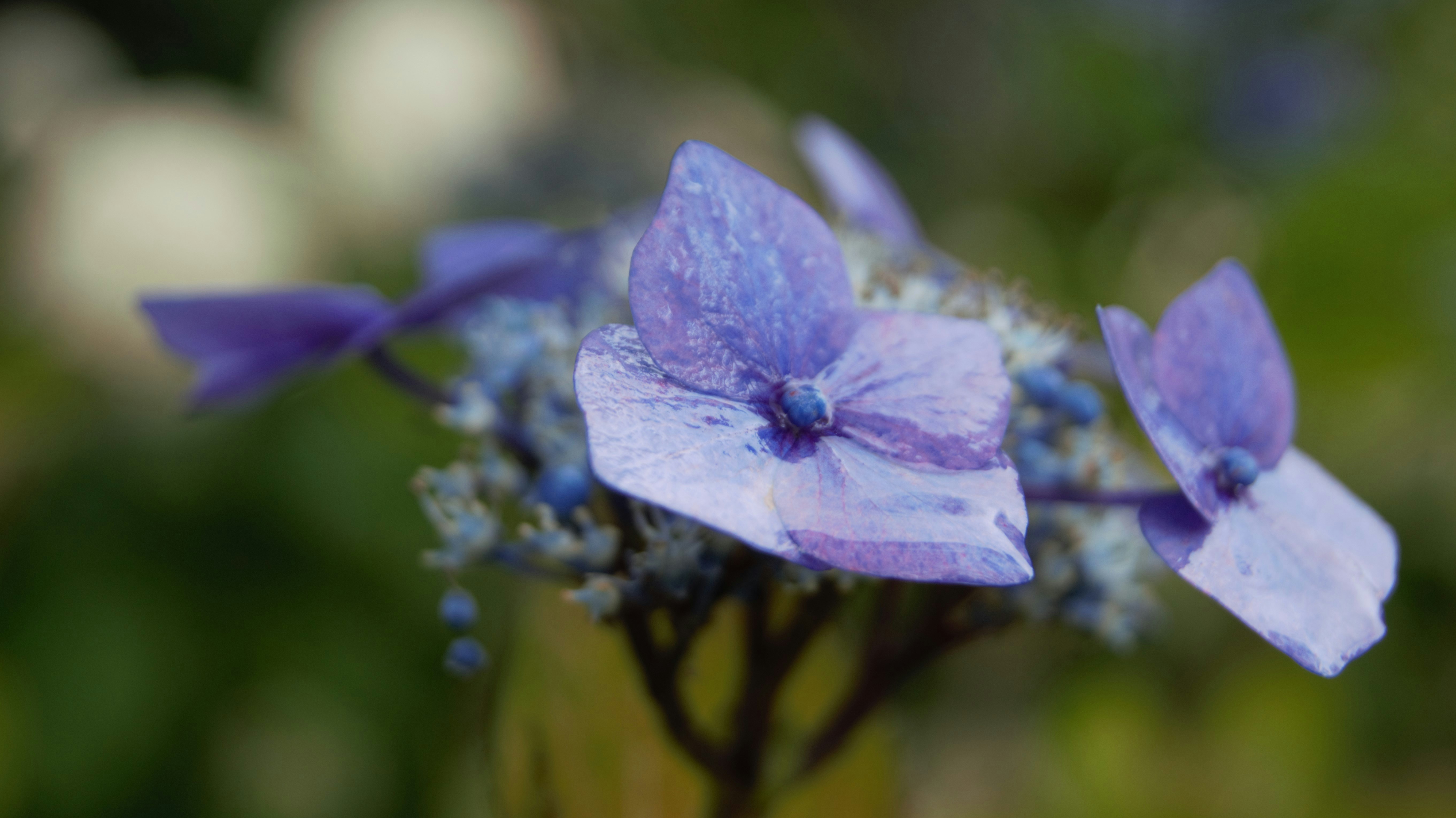 Delicate lavender flowers adorned with droplets, showcasing intricate textures against a lush green backdrop.