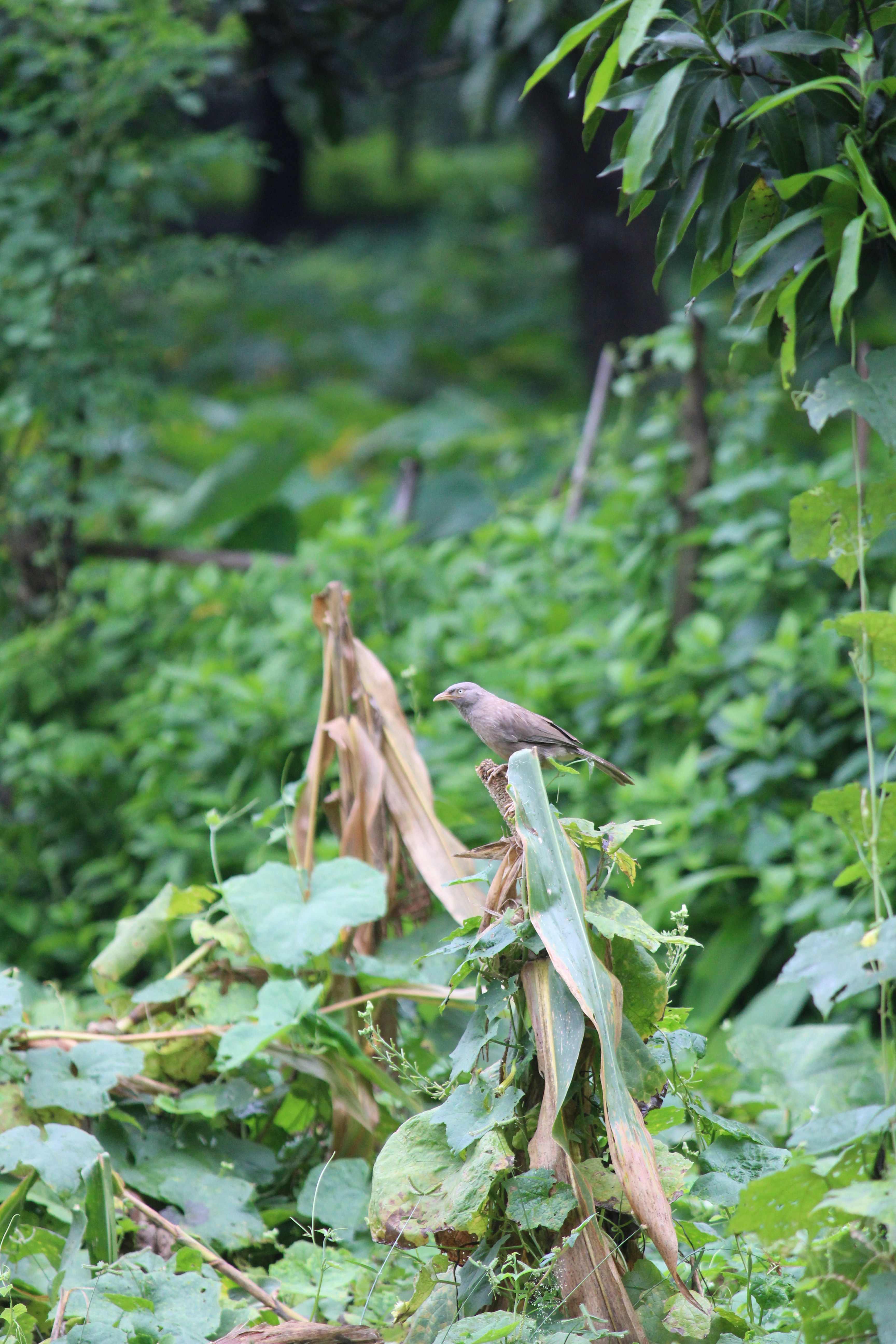 Verdant Sentinel: A Small Brown Bird Perched Among Fading Leaves