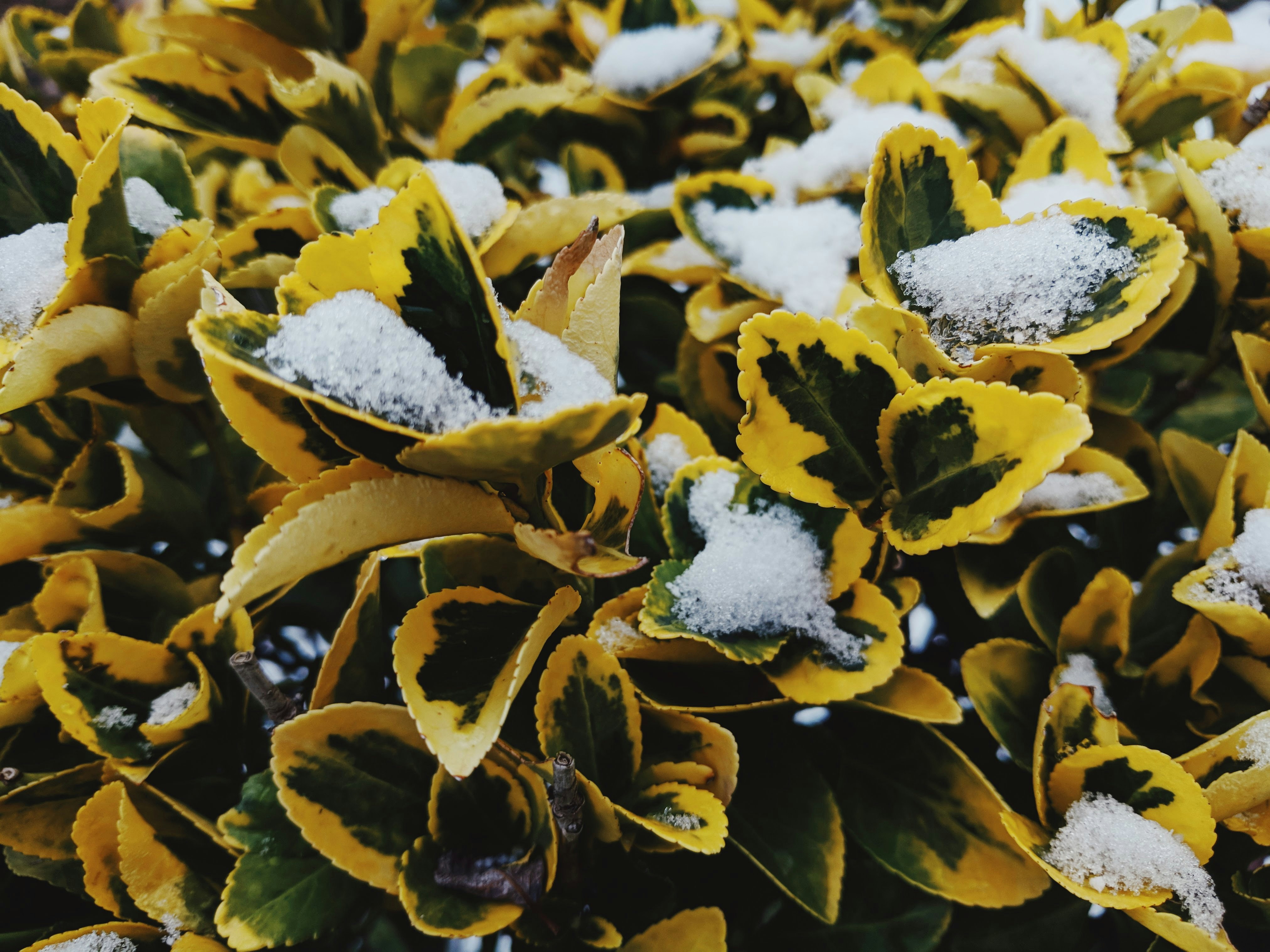 Snow-Dusted Variegation: A Macro Portrait of Gold and Emerald Leaves