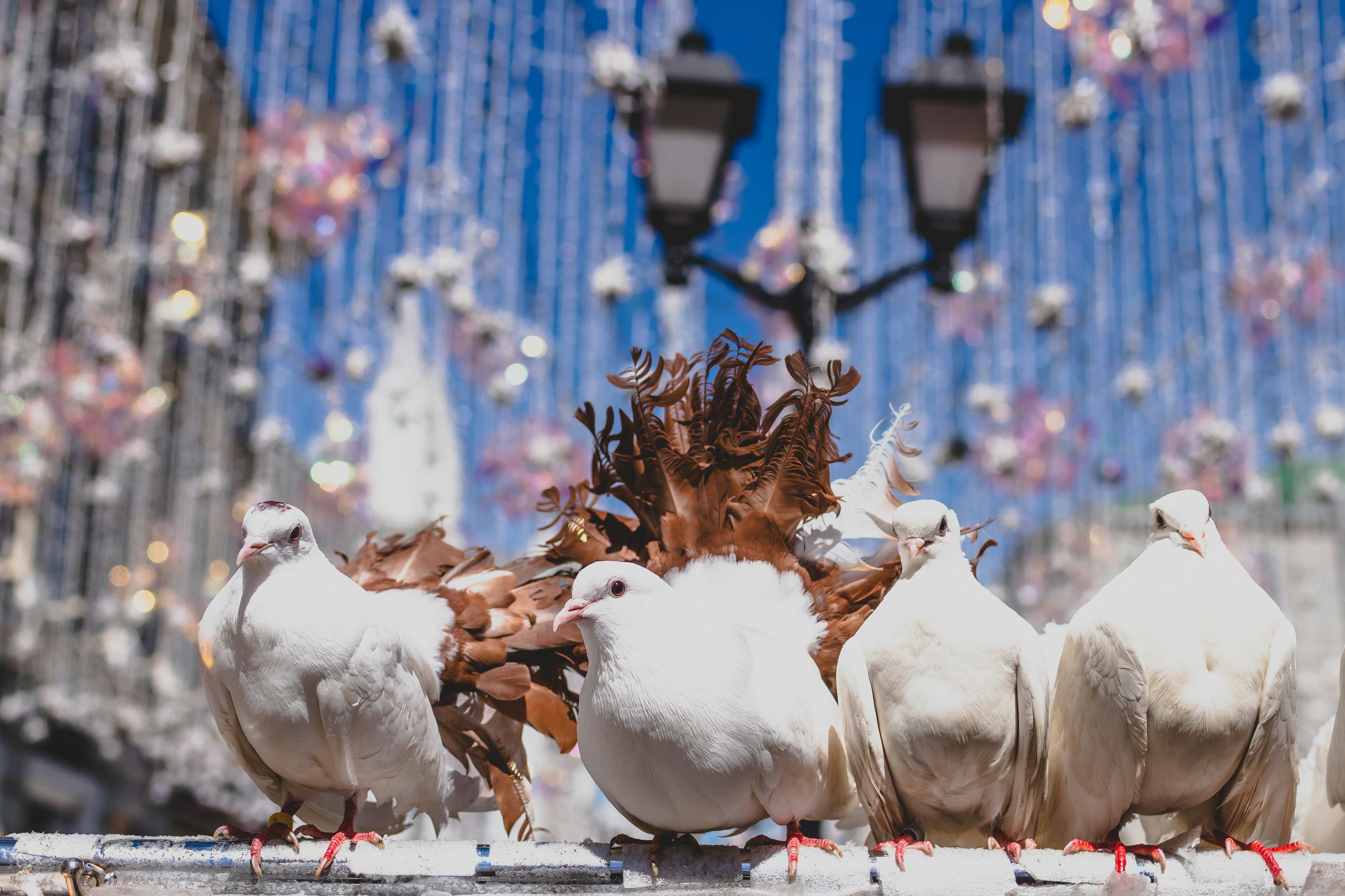 Center-Stage Doves Under Blue Festoon Lights