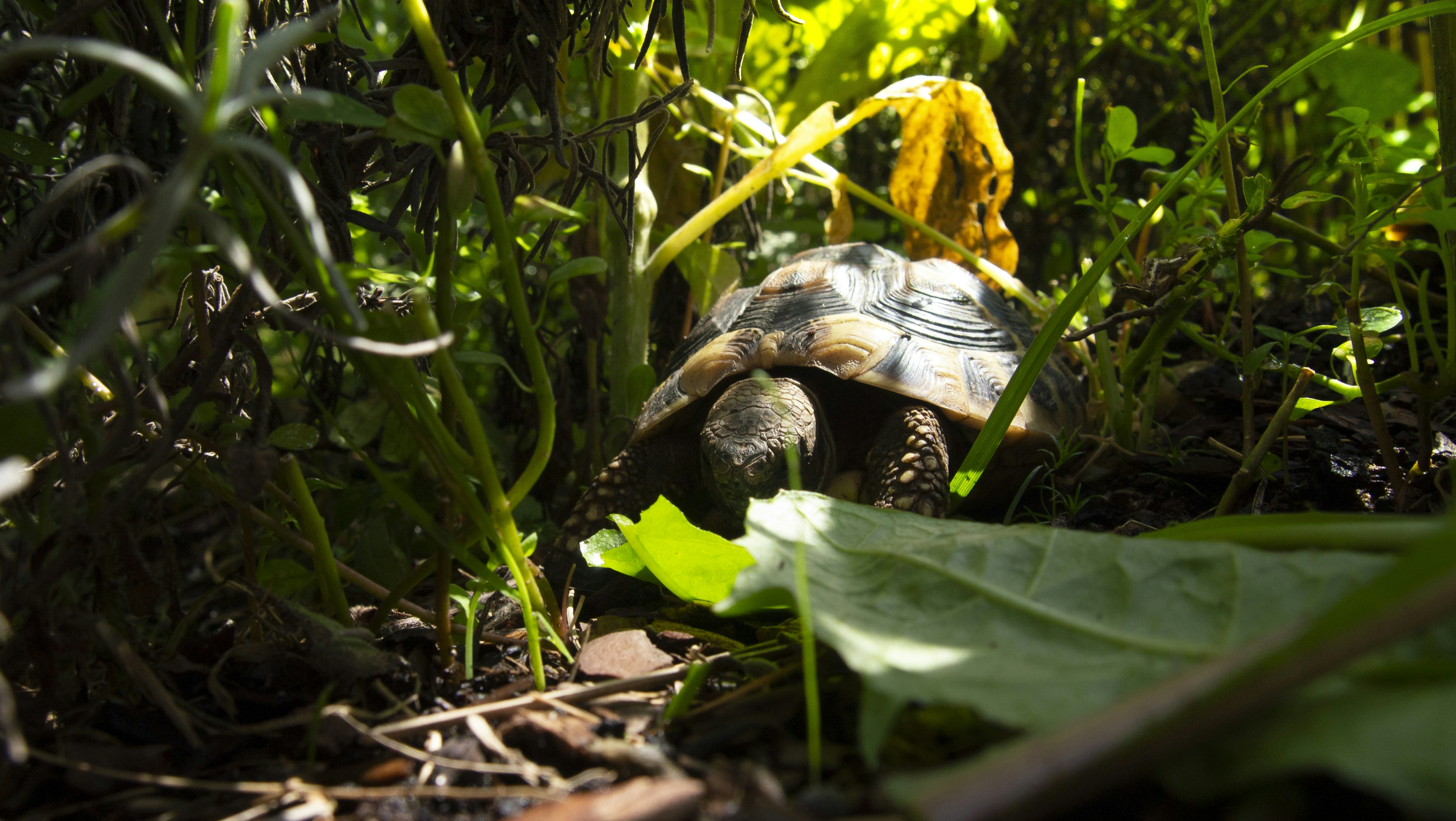 Tortoise navigating through a vibrant patch of greenery, surrounded by leaves and plants. The scene captures the essence of nature's tranquility.