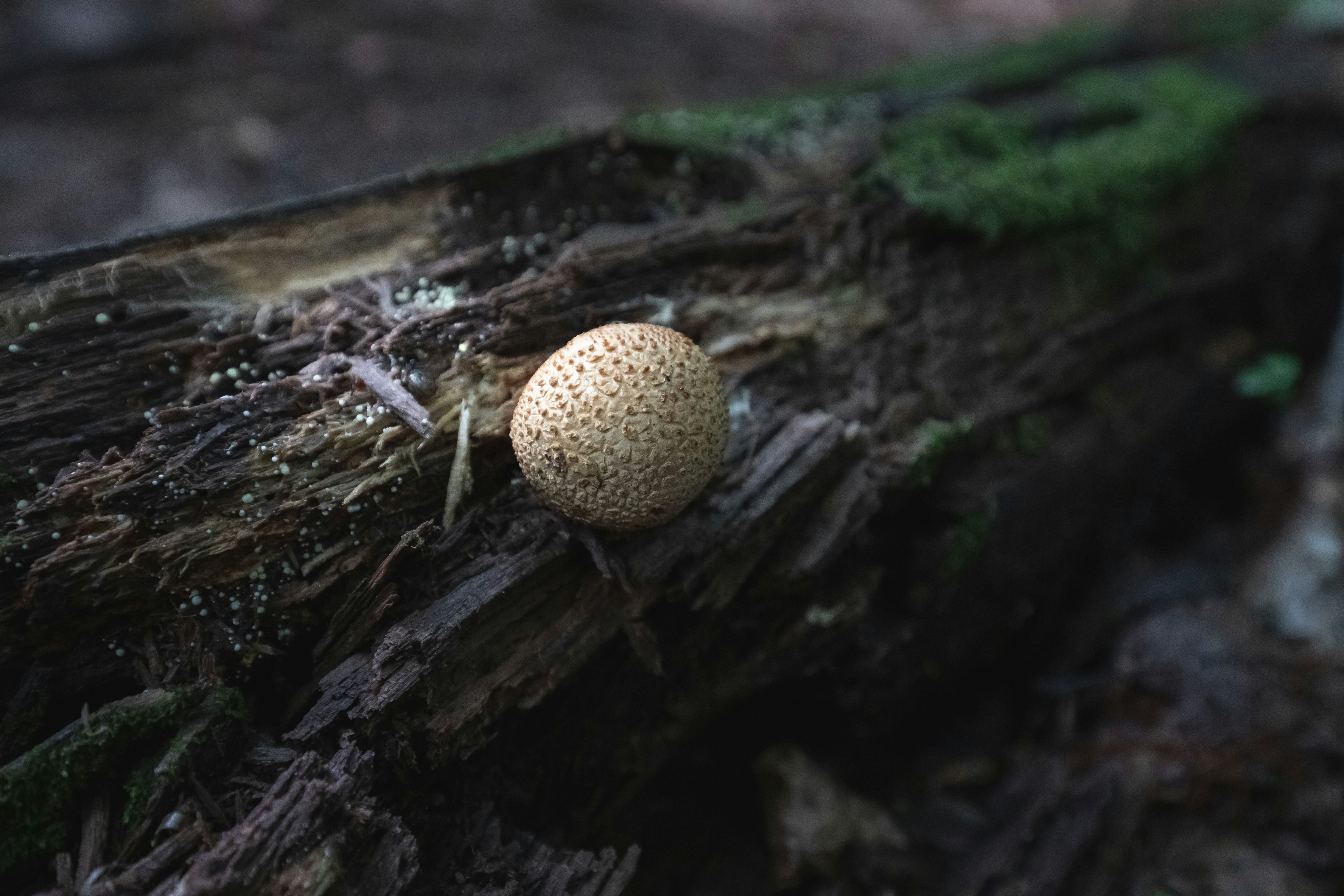 white mushroom