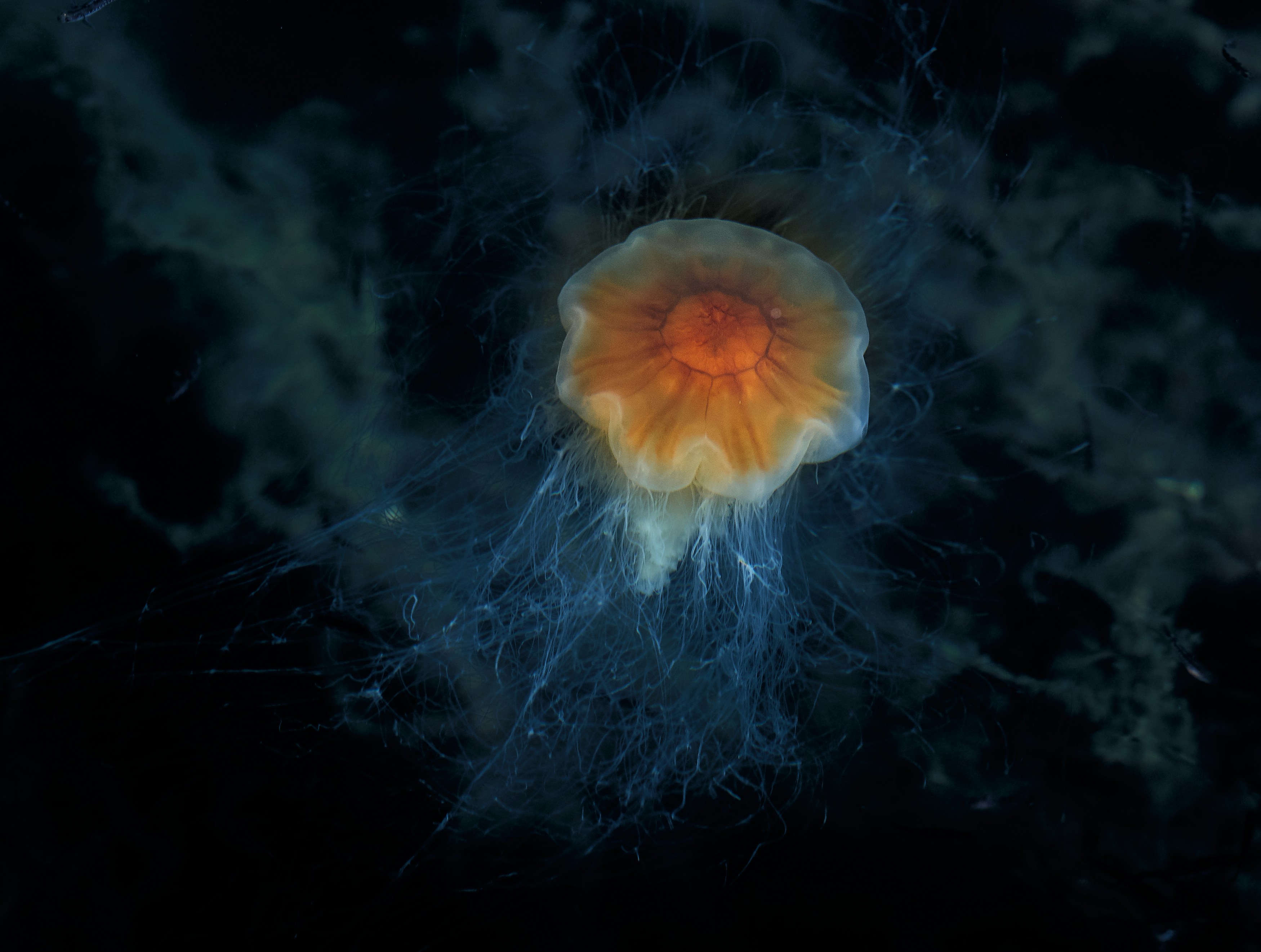 Ember Crown Adrift in the Deep Blue