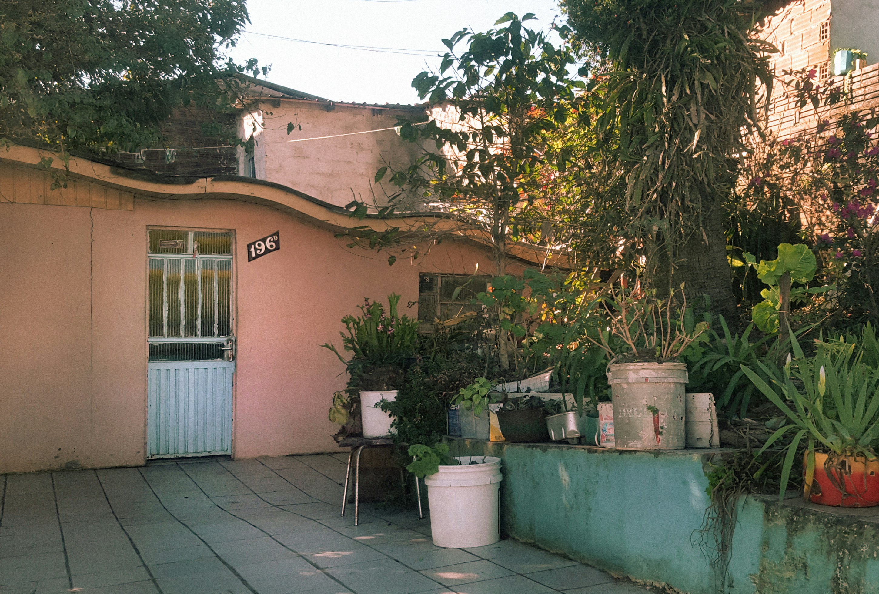 plants outside house