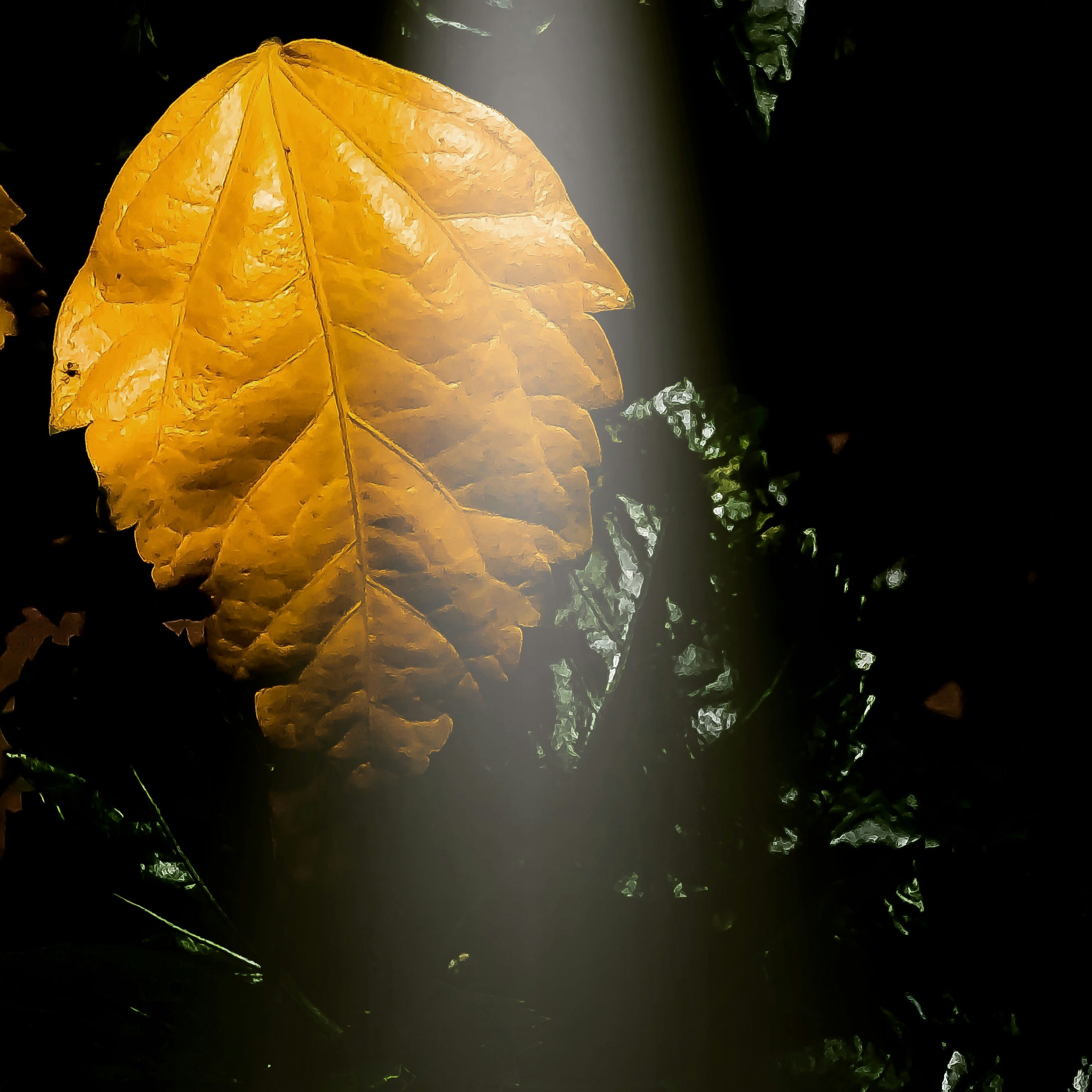 Golden Leaf in a Spotlight: Autumn Fractures