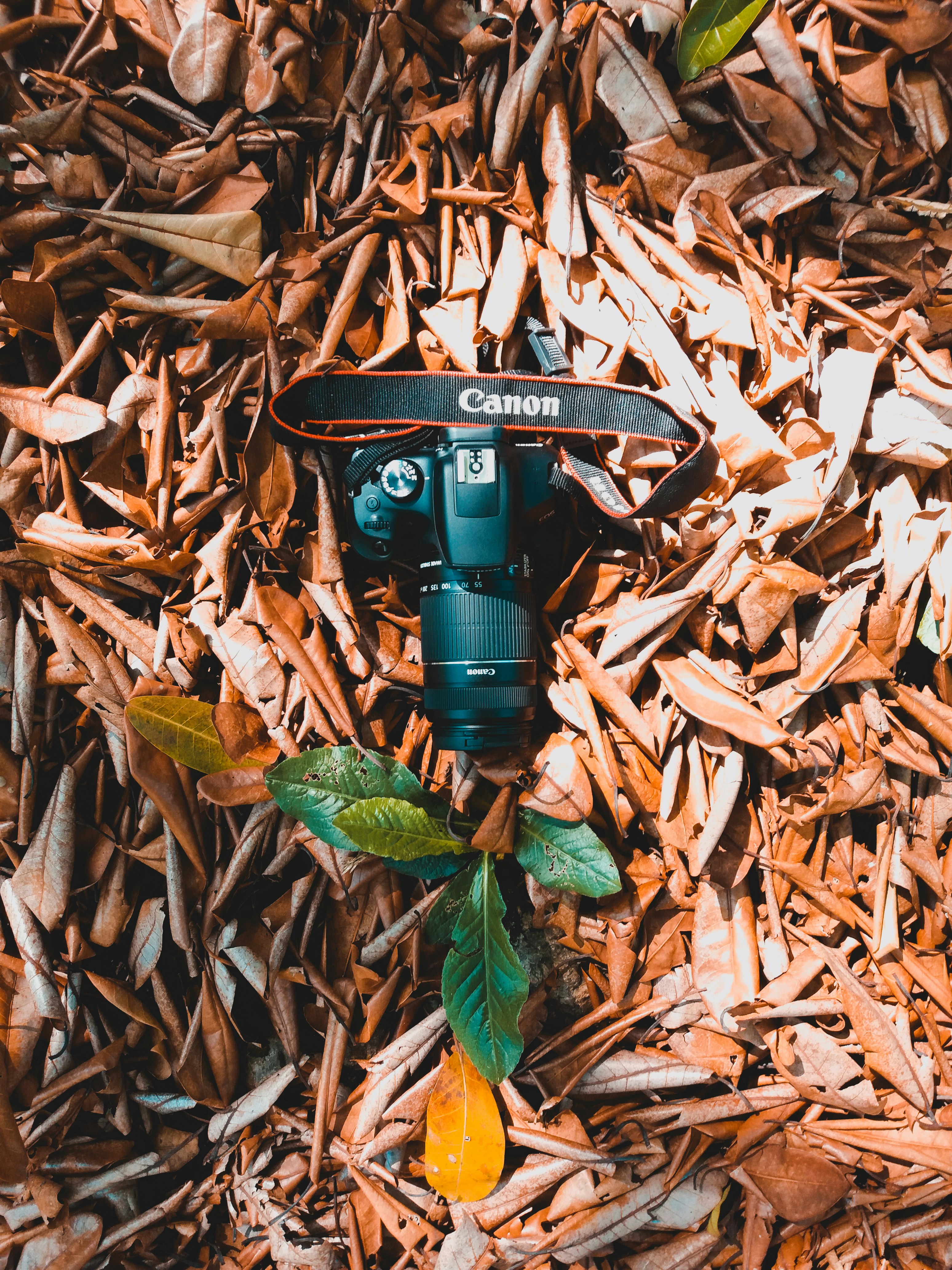 Canon Among Fallen Foliage: A Quiet Autumn Ground Portrait