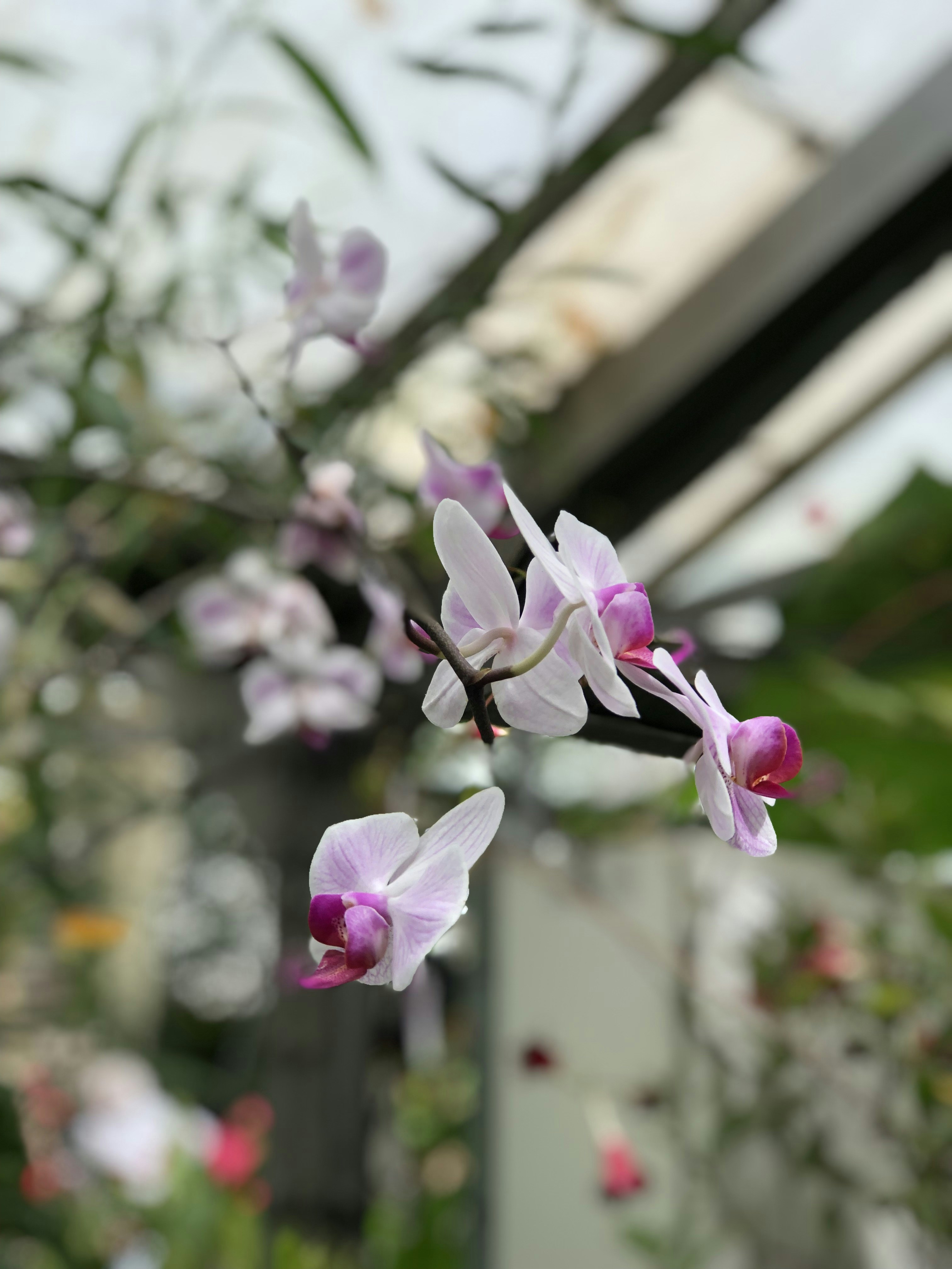 Sunlit Veranda Orchids: A Soft-Focus Bloom Study