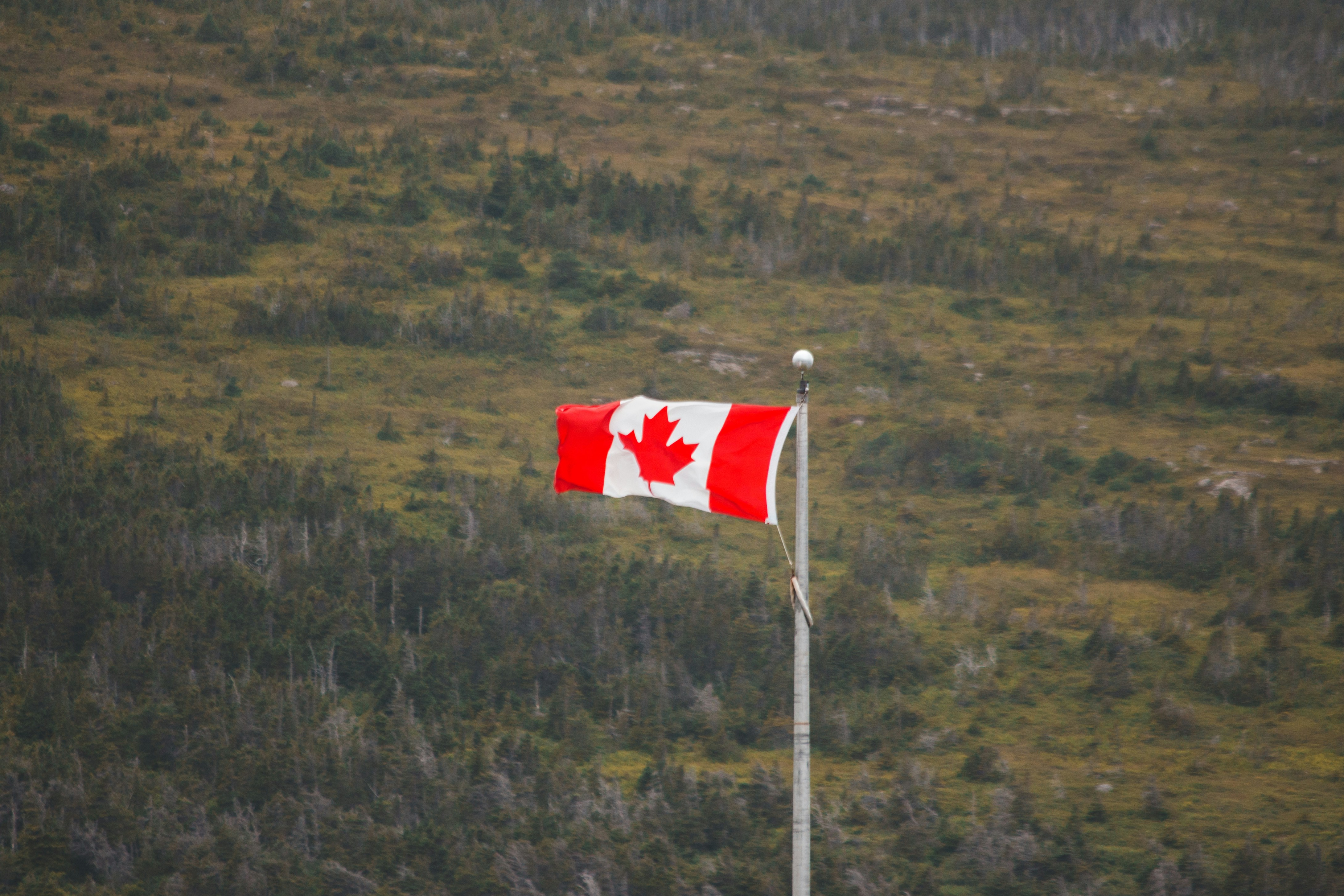 Emblem of Unity Against a Verdant Backdrop