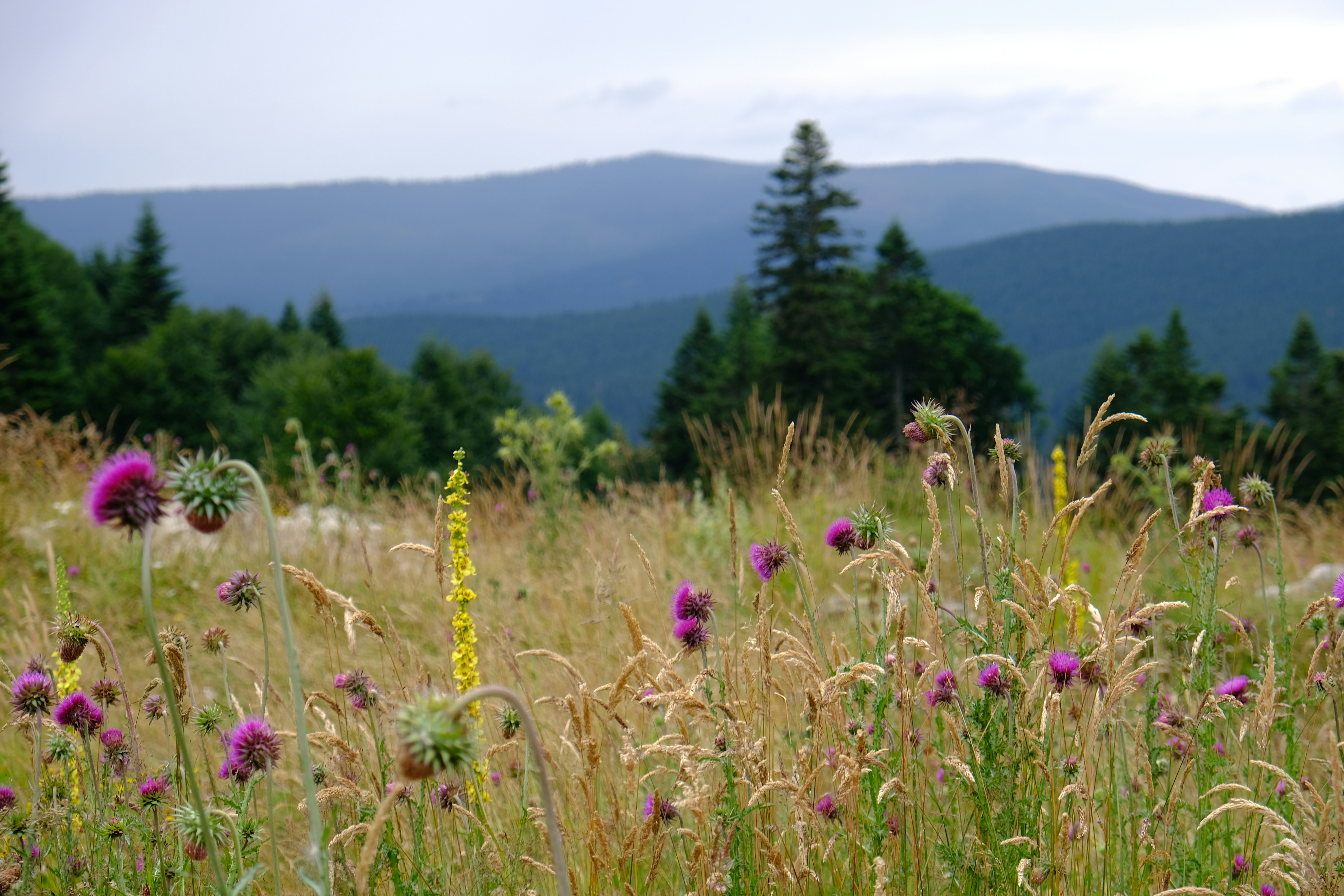 Vibrant wildflowers in a meadow with distant mountains and lush trees.