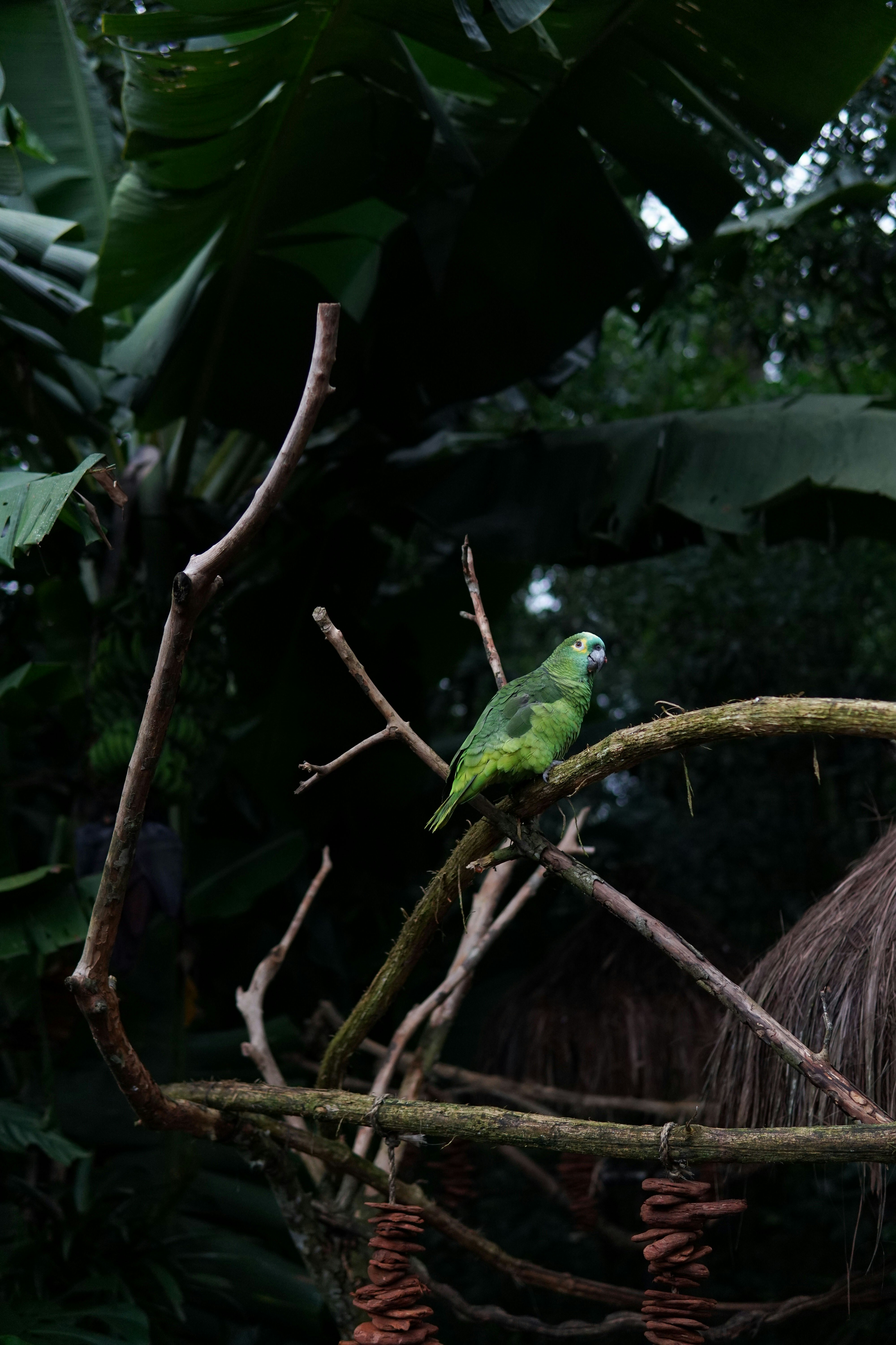 Emerald Parrot Perched Amid Knotty Branches in a Shaded Jungle