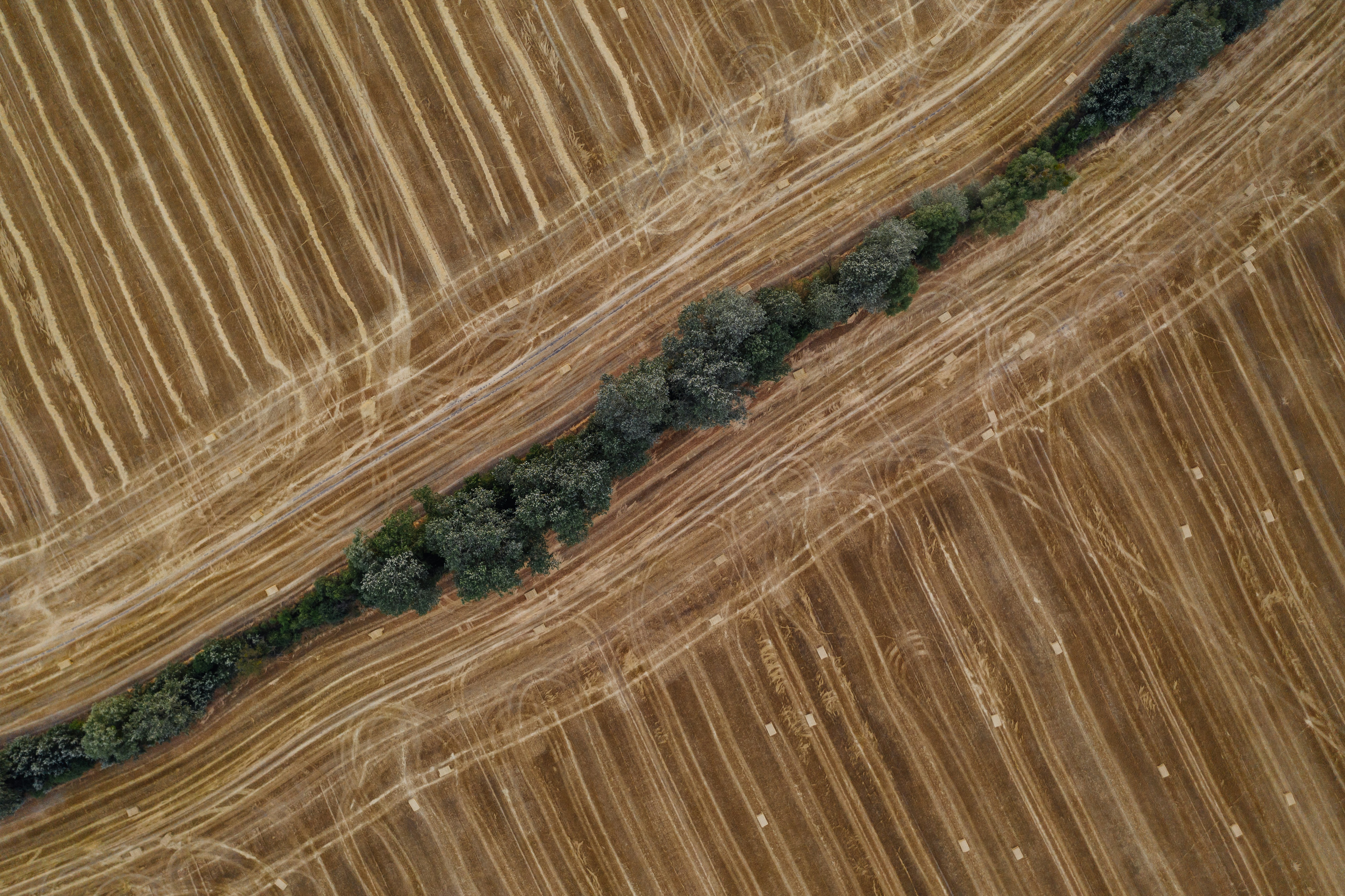 Aerial view of a golden-brown field with a green line of trees running diagonally.