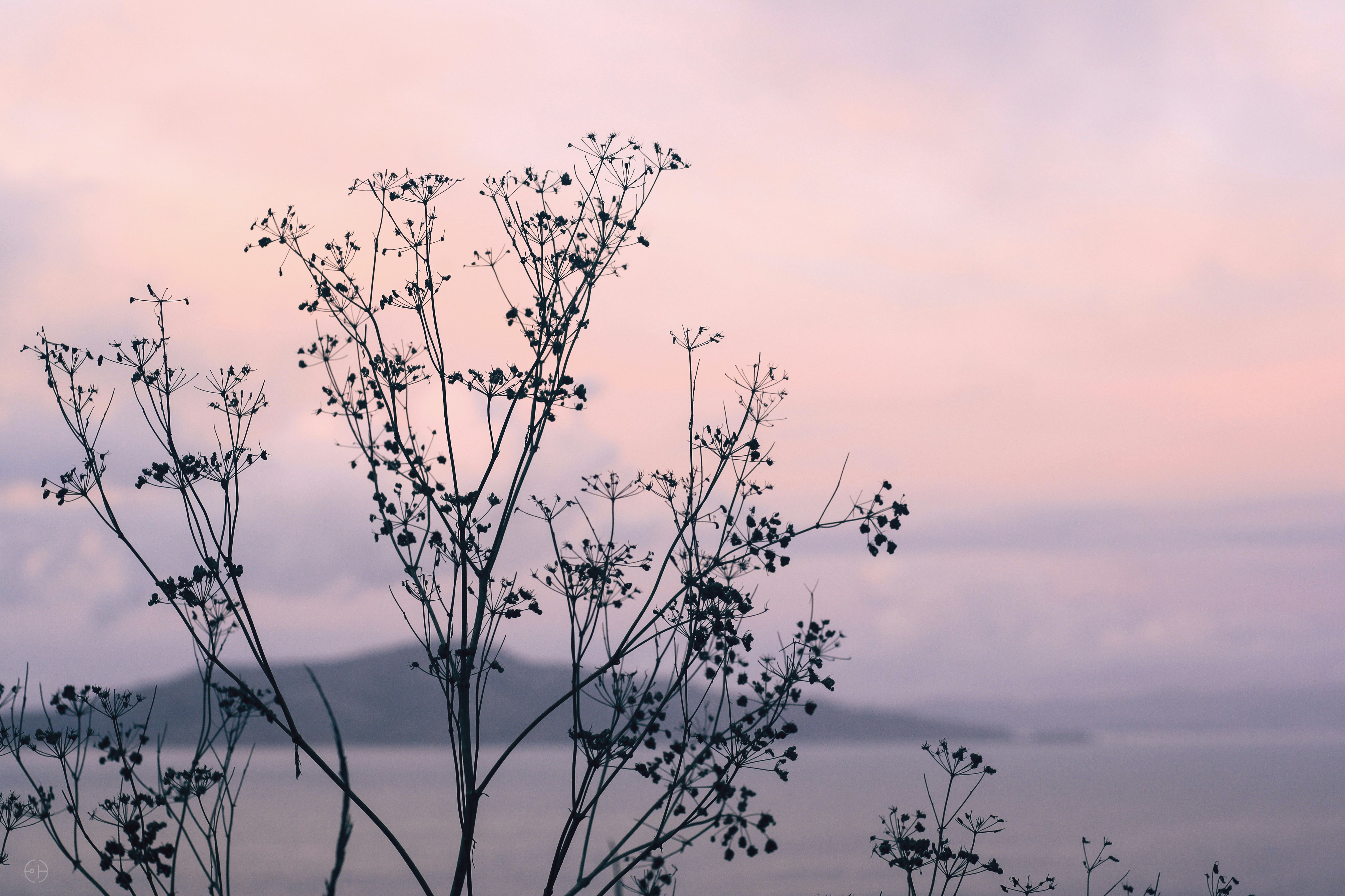 Delicate silhouette of dried flowers against a soft, pastel sky with distant hills visible on the horizon.