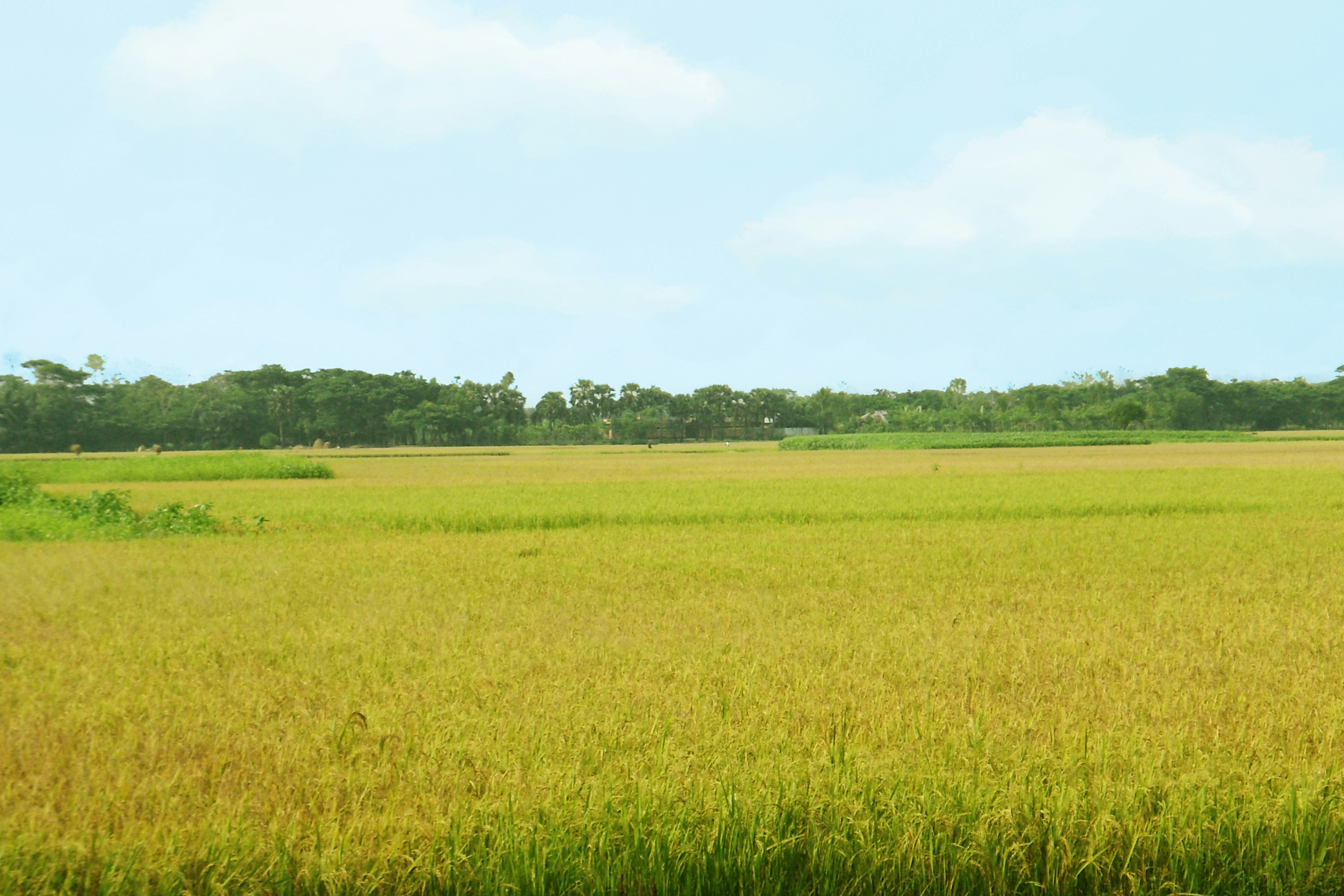 Vast fields of ripening rice stretch under a clear sky, bordered by lush greenery in the distance.