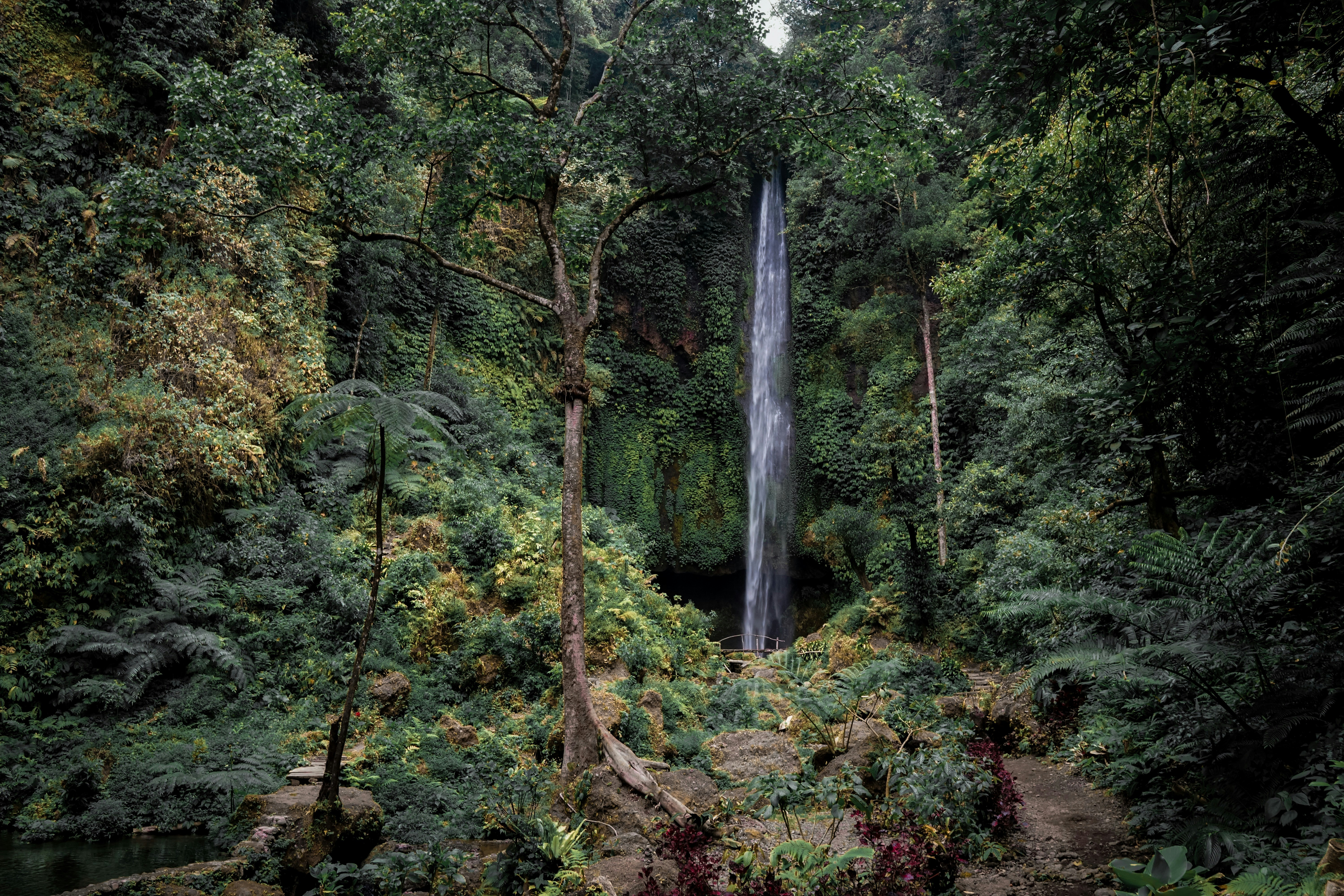 Green trees near waterfalls photo – Free Grey Image on Unsplash