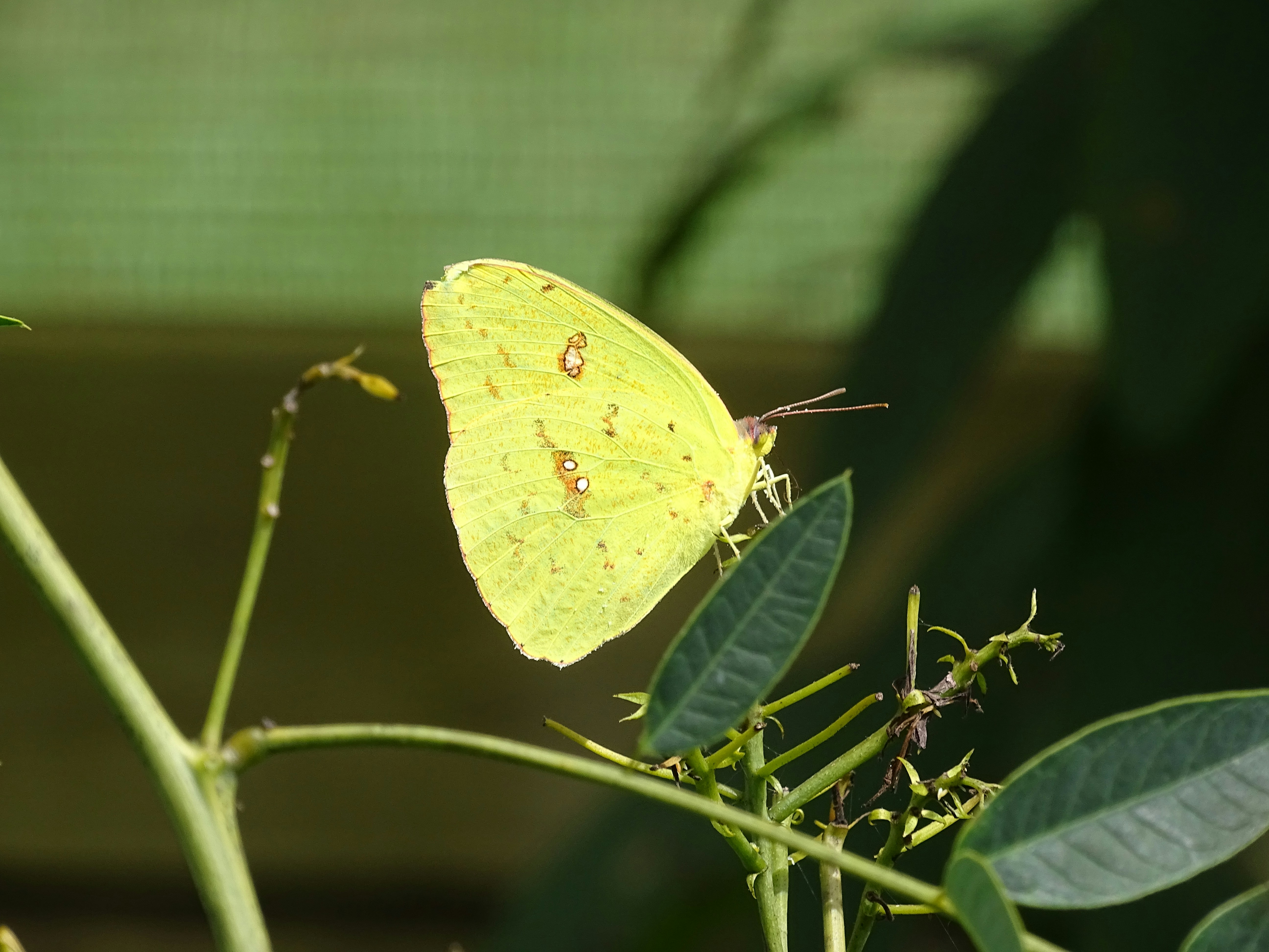 A lemon-yellow butterfly rests on a green leaf and vine with a softly blurred background.