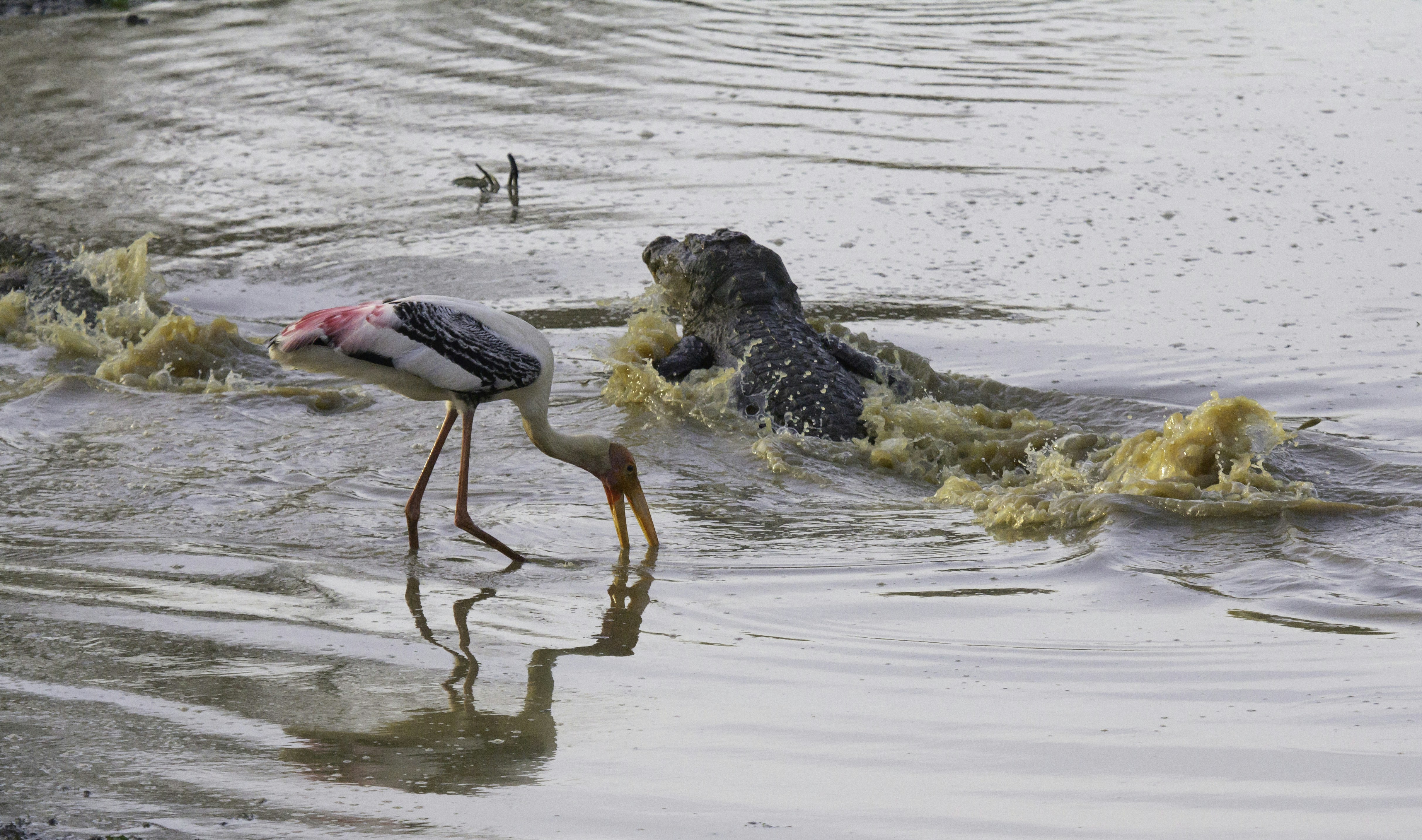 Crimson-Legged Stilt Foraging Amid Mudflat Ripples