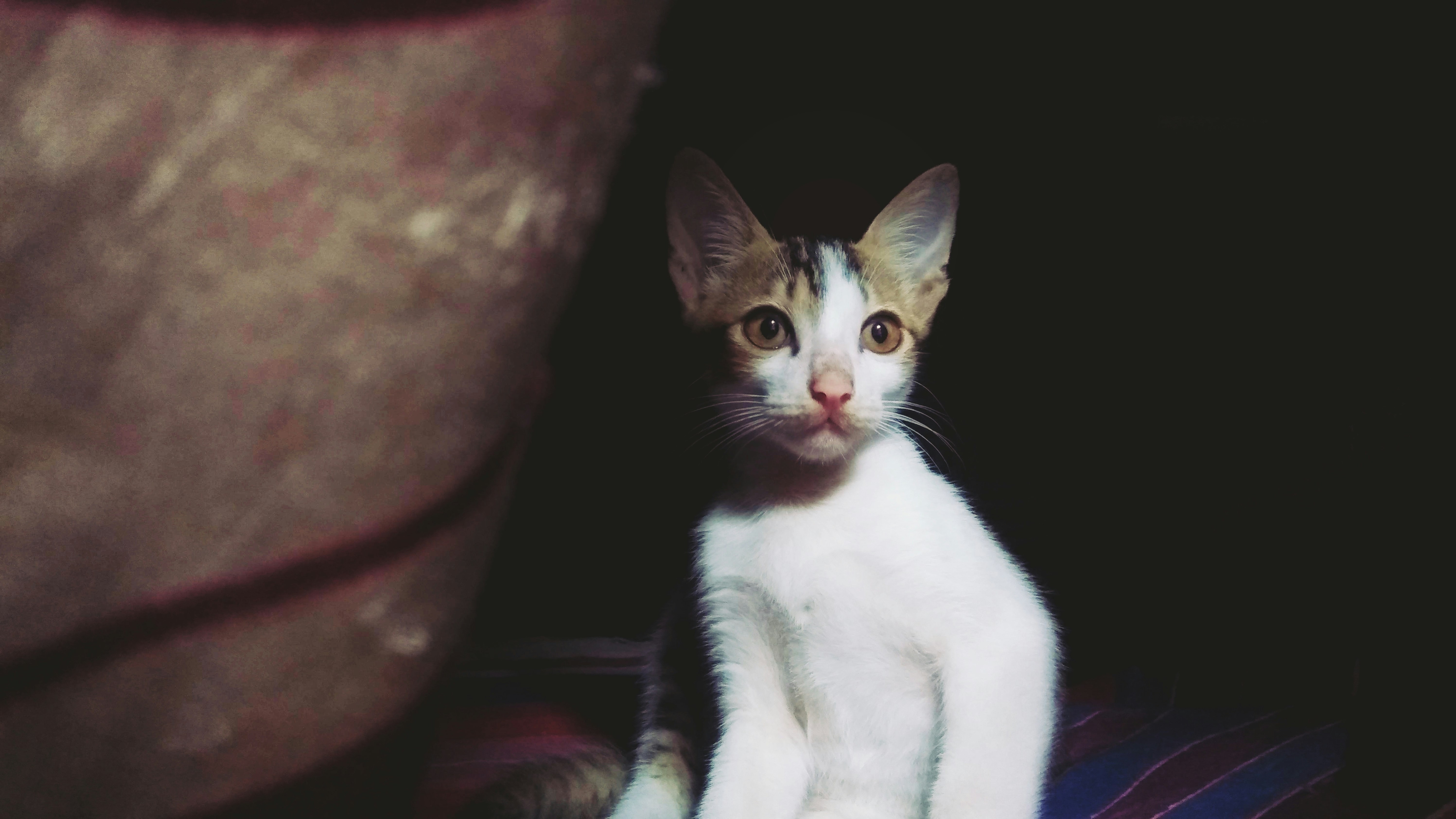 White and tabby kitten peers from a dark backdrop with its face softly lit, capturing a quiet nocturnal moment.