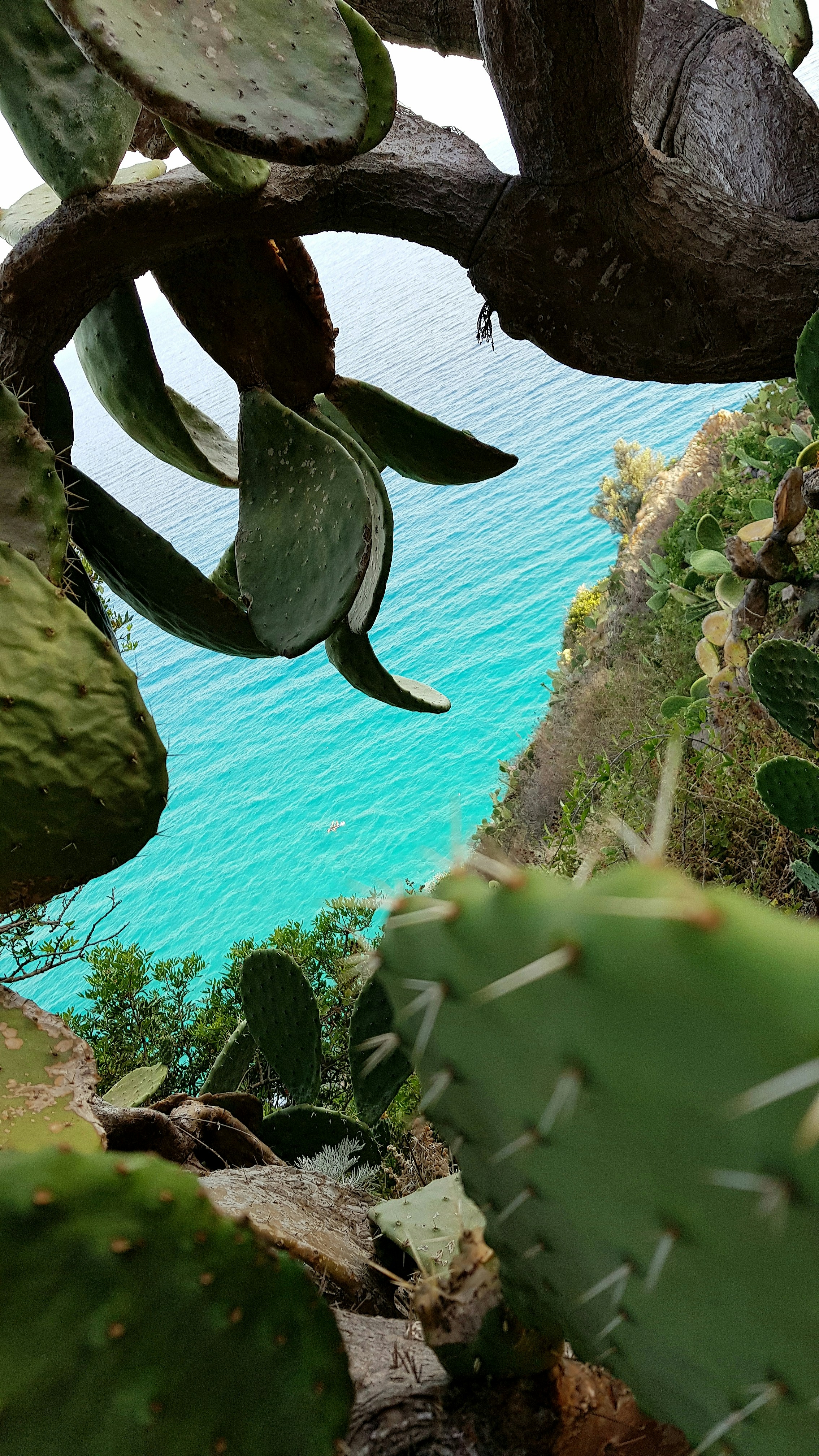 Fringed by Prickles: A Sea-Blue Cliff Embraced by Cactus