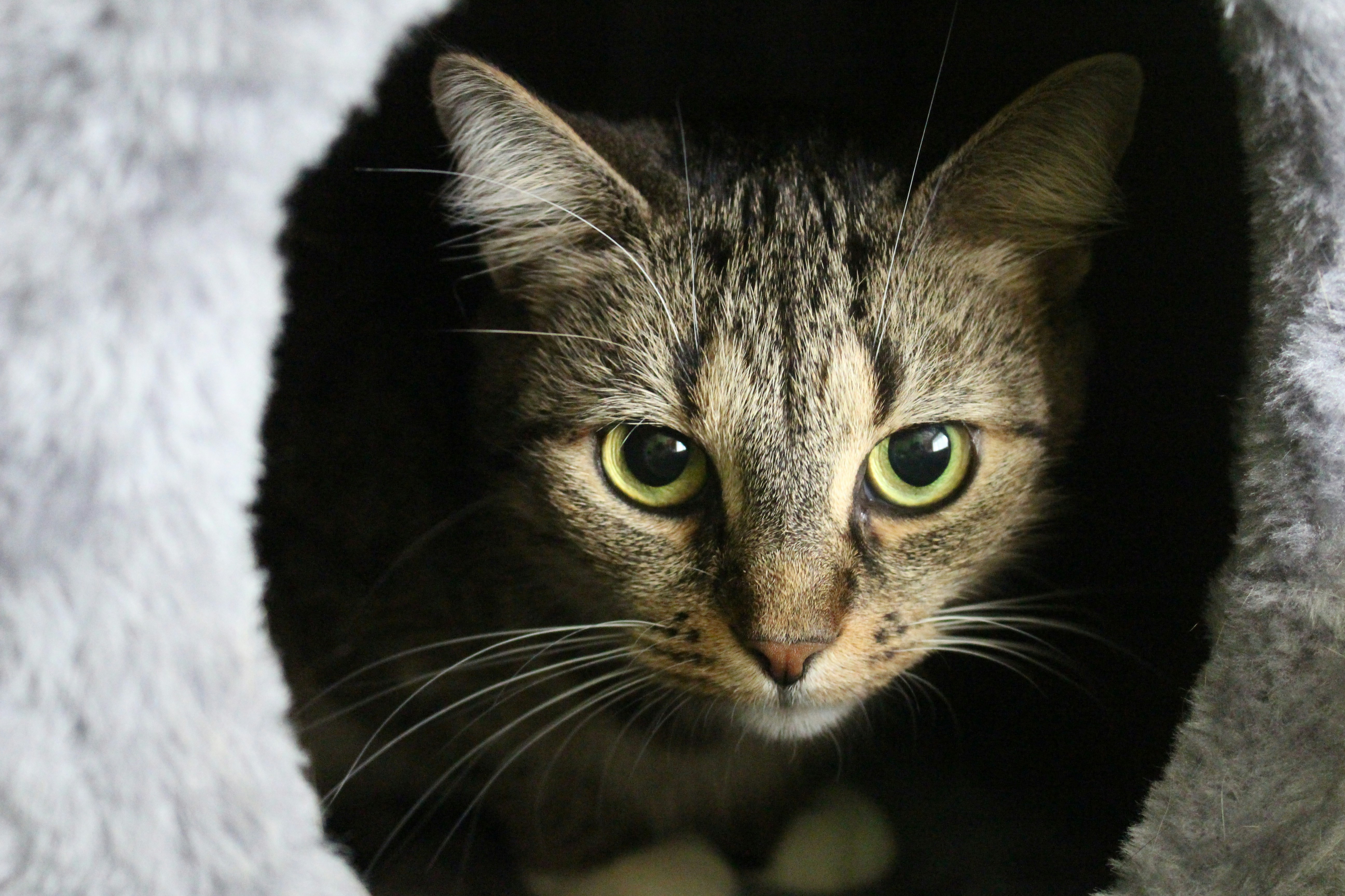 Brown tabby cat inside cat cave photo – Free Pet Image on Unsplash