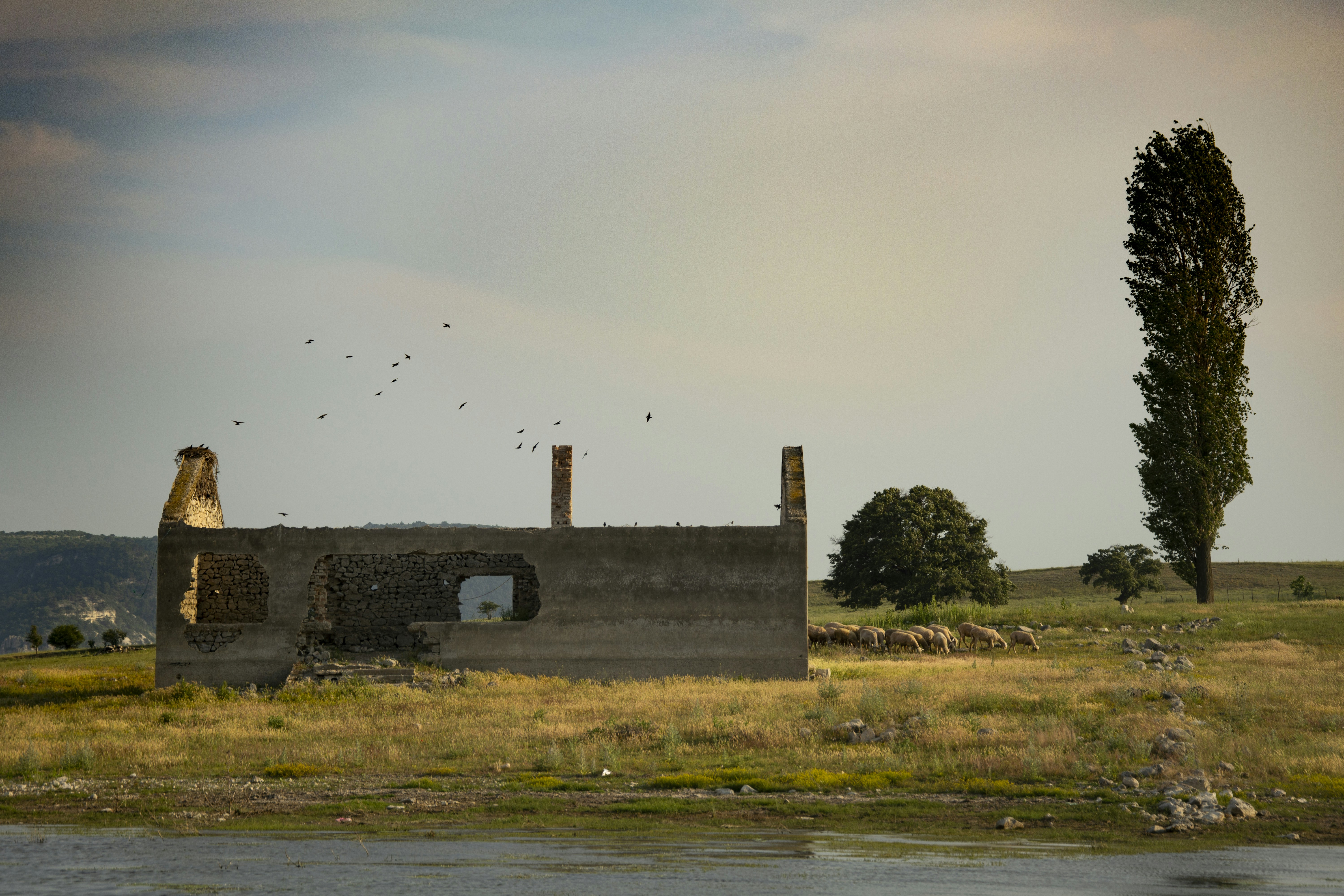 Abandoned stone building on a grassy shoreline with a solitary tree under a cloudy sky.