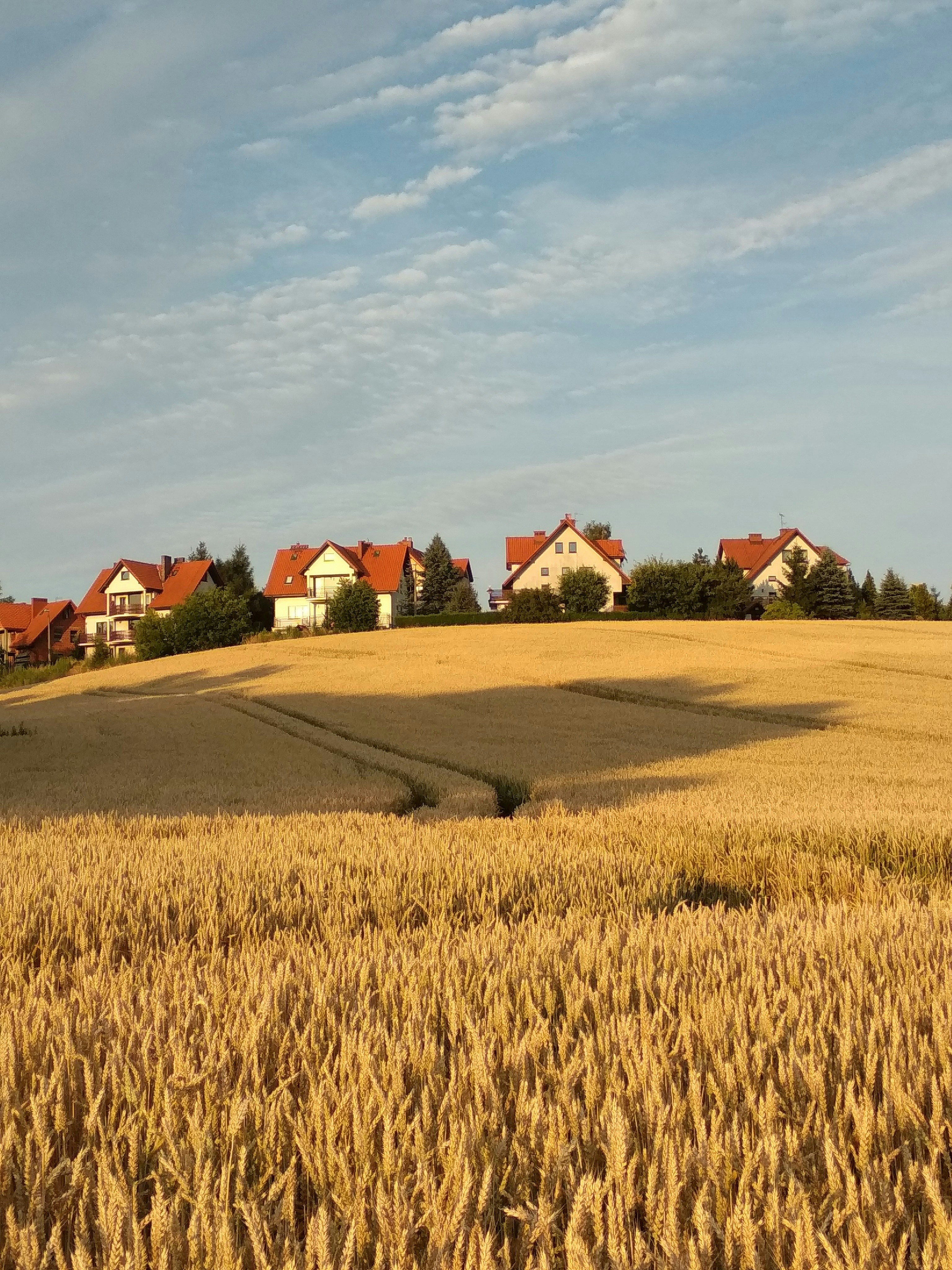 Golden Wheat Crest: Village Rows at Sunset