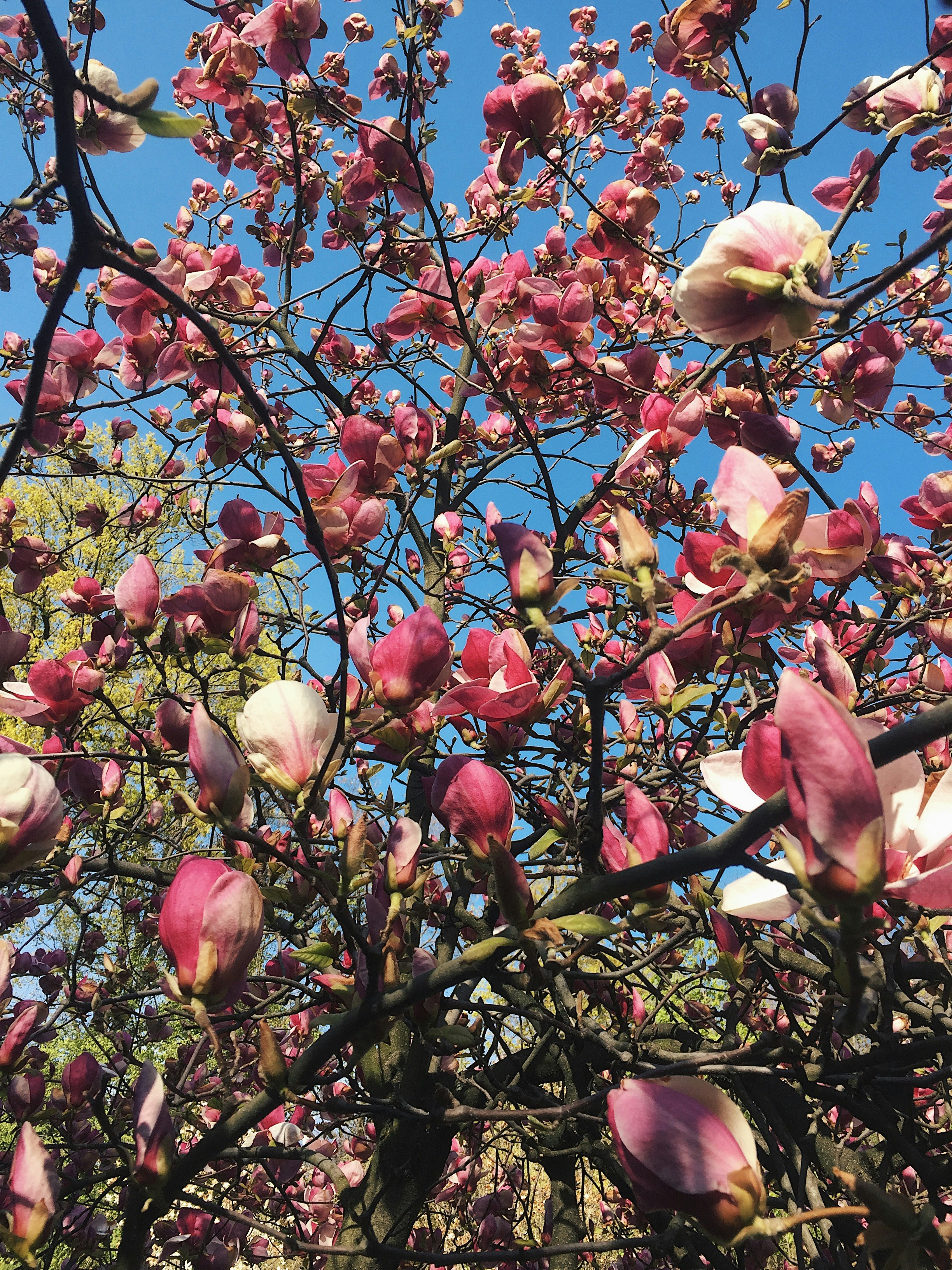 Crimson Magnolia Canopy Against a Clear Spring Sky