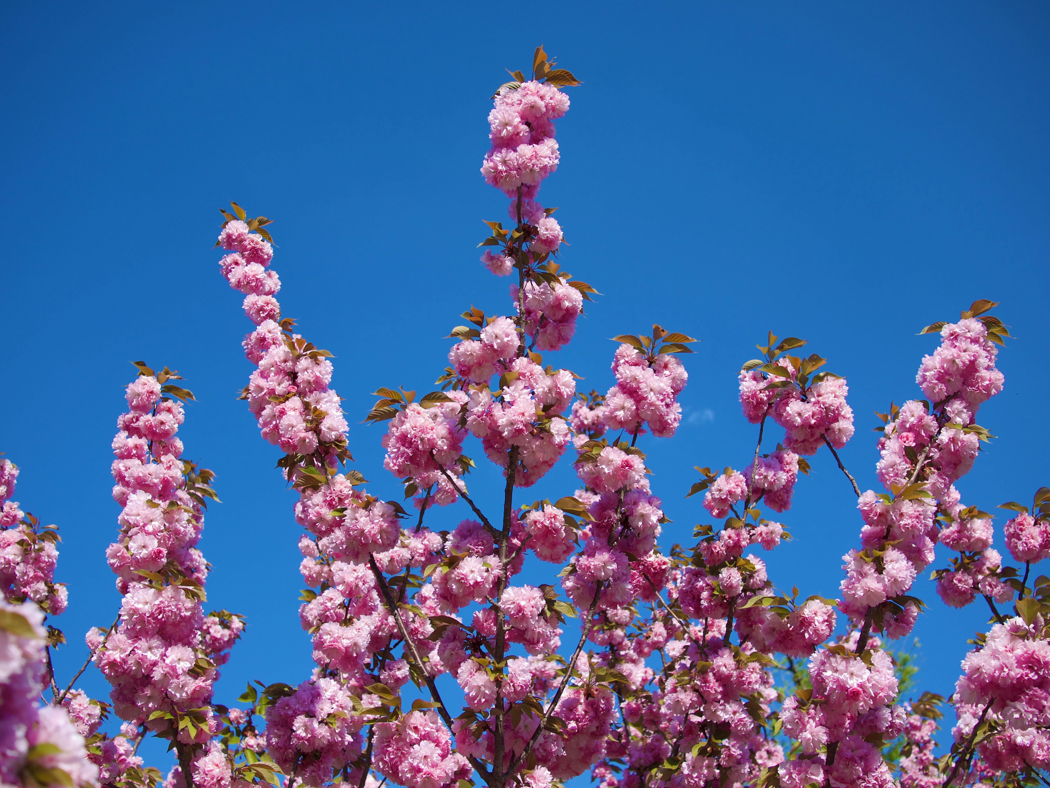 Parque Da Primavera Fotos | Baixe imagens gratuitas na Unsplash