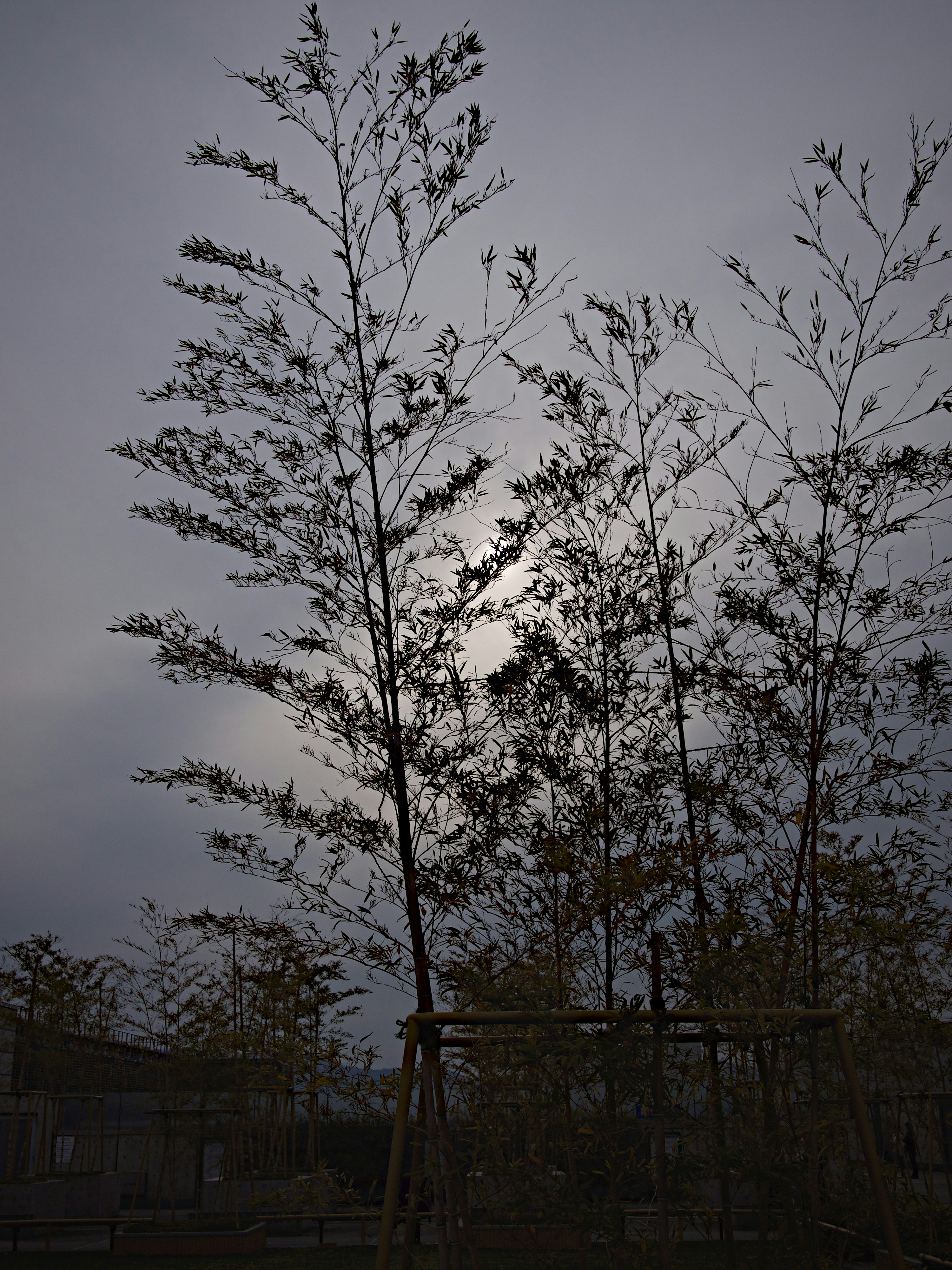 Tall bamboo silhouettes against a cloudy sky with a hint of sunlight peeking through. The scene evokes a sense of tranquility and connection to nature.