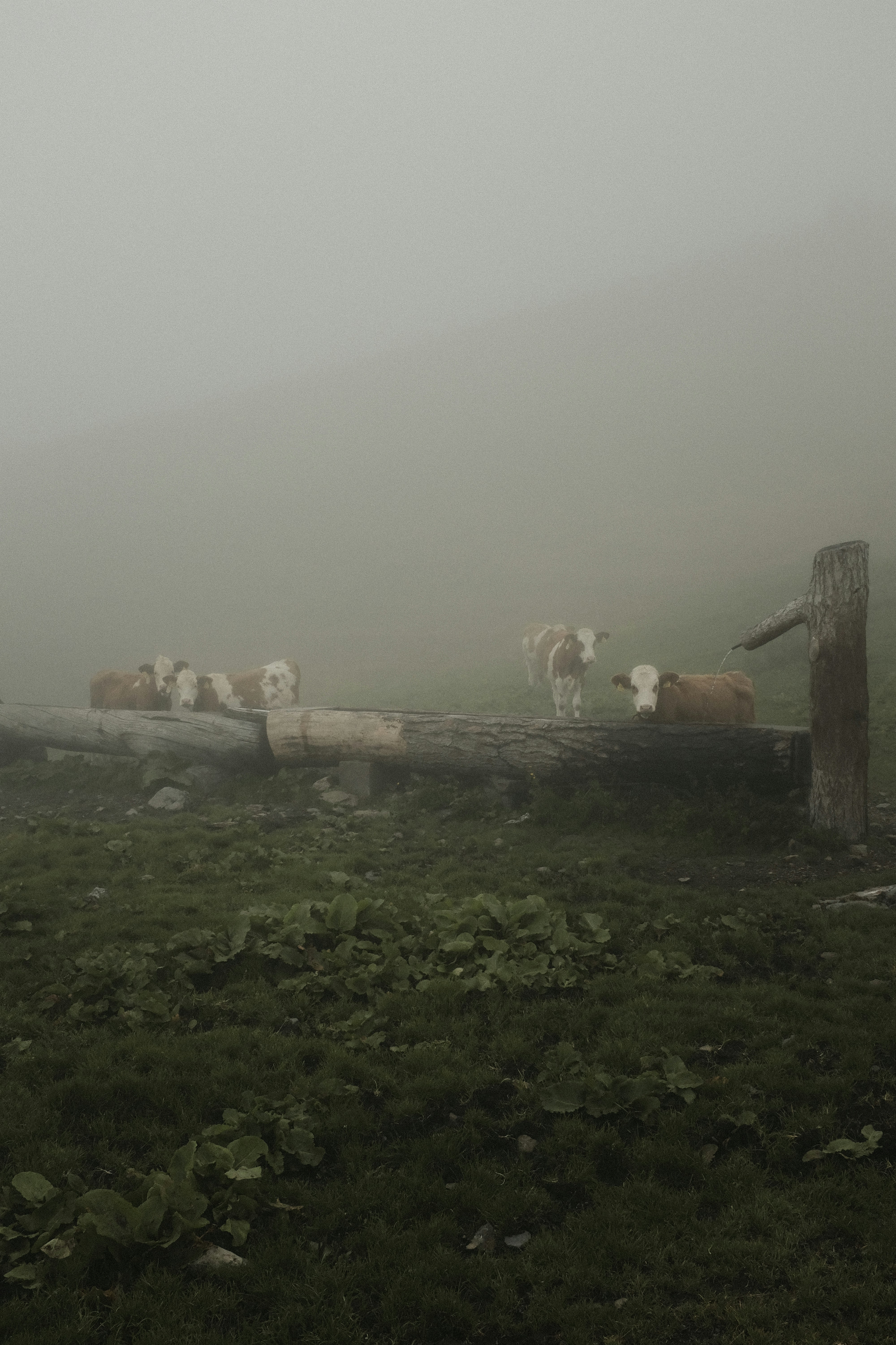 Cows standing near a log in a foggy pasture, evoking a serene rural atmosphere.