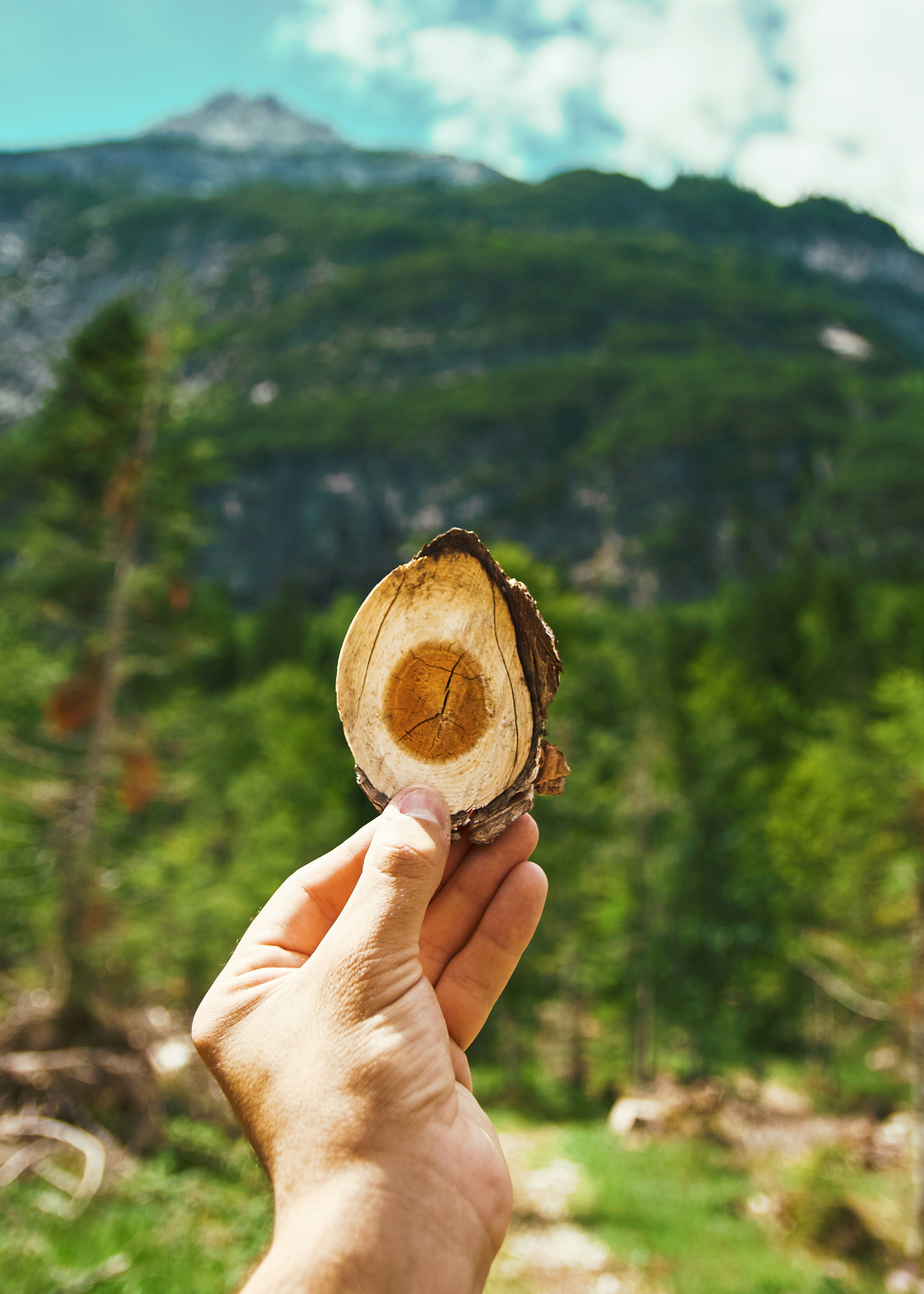 Hand-Held Timber: A Slice of Bark Against Alpine Blue