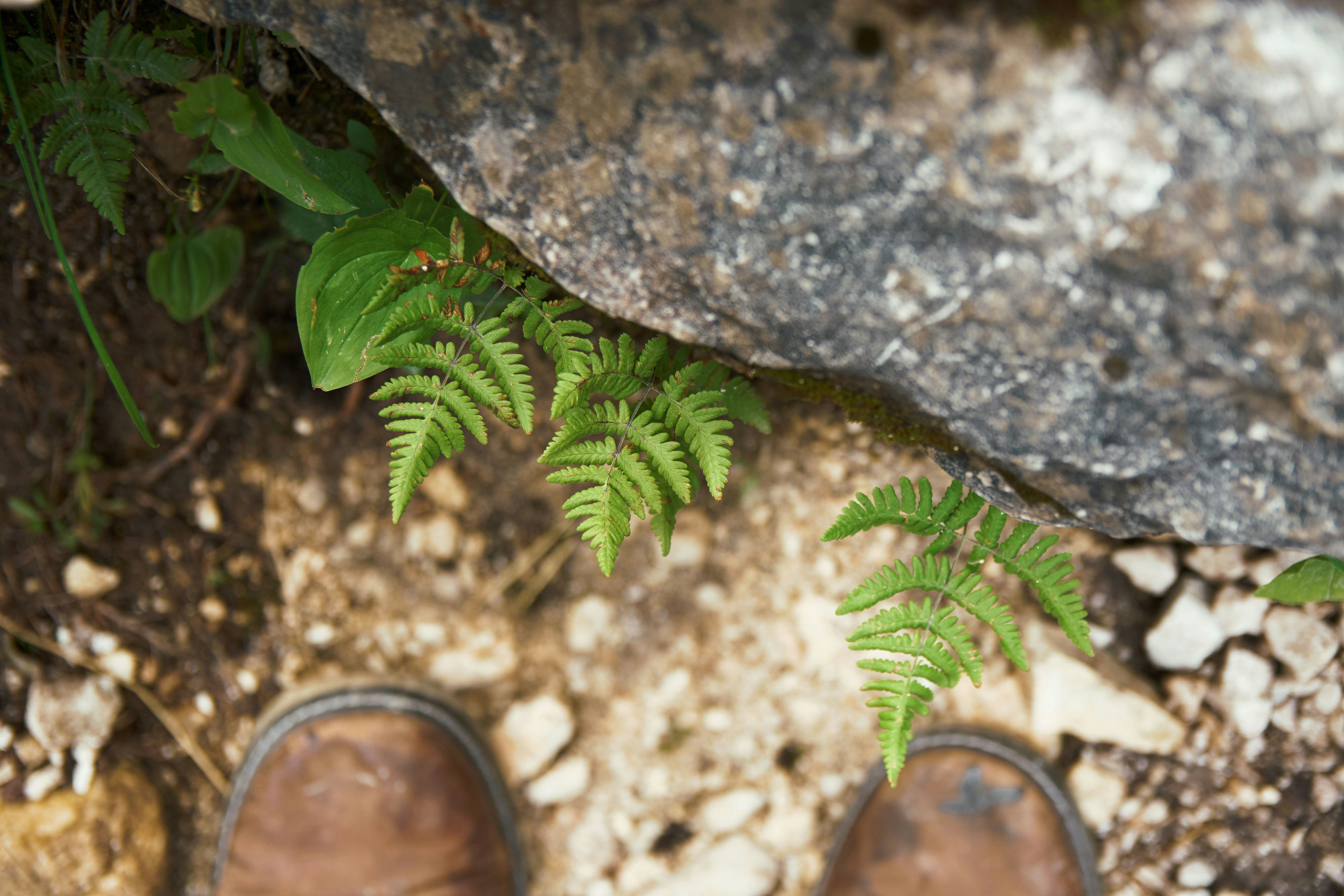 Fern-Lined Verge: Boots, Rock, and the Quiet Grip of the Trail