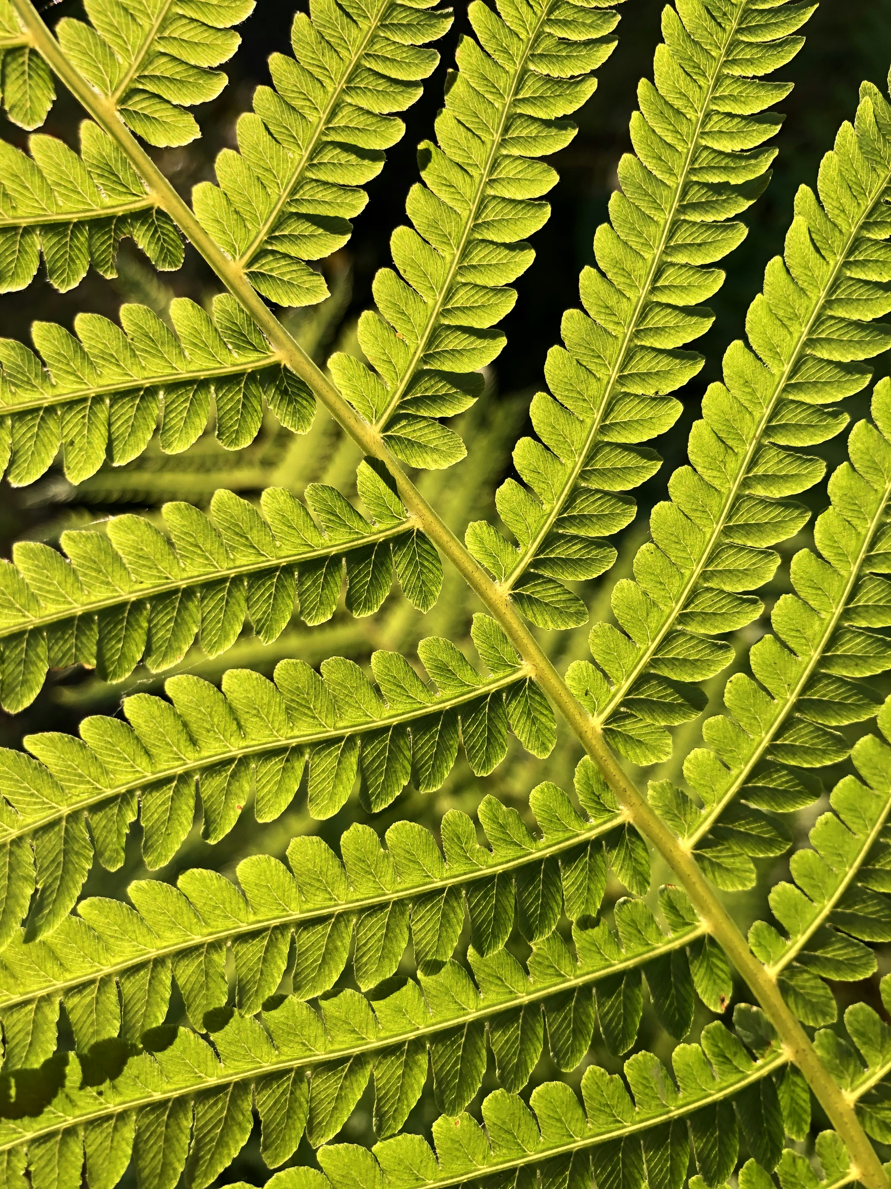 Jeune Fougère Photos | Télécharger des images gratuites sur Unsplash