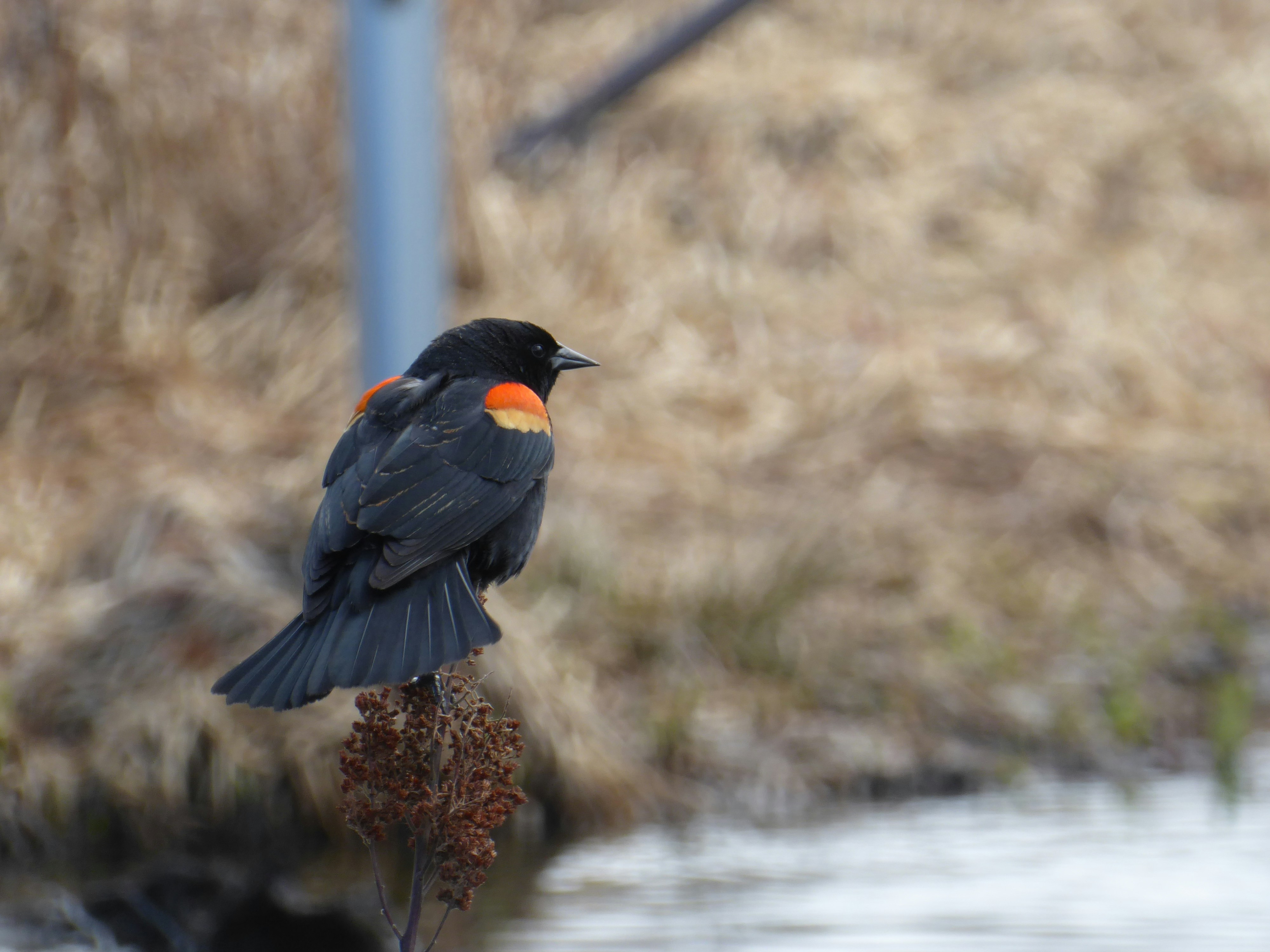 Définition de merle | Dictionnaire français