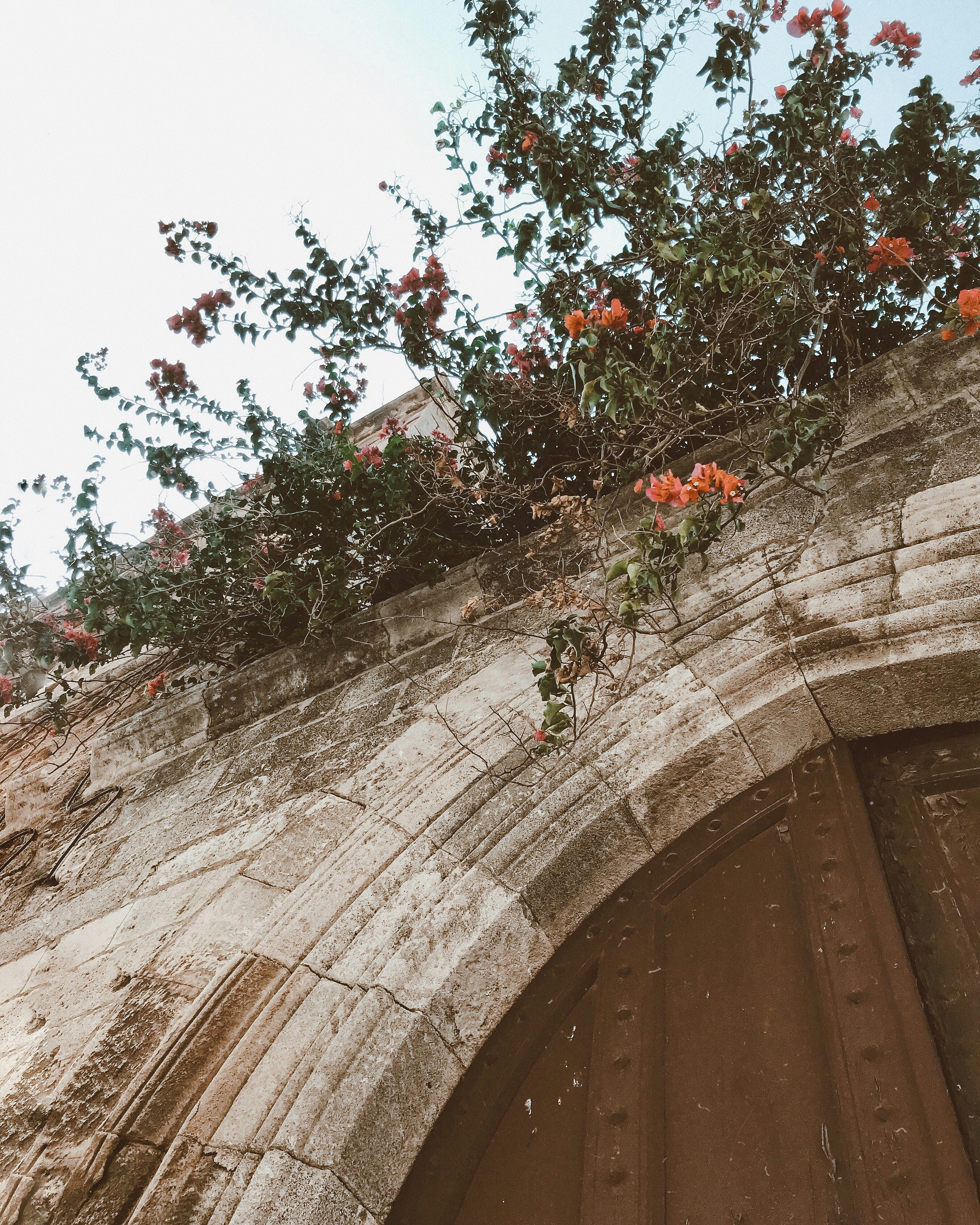 red vine plant over door