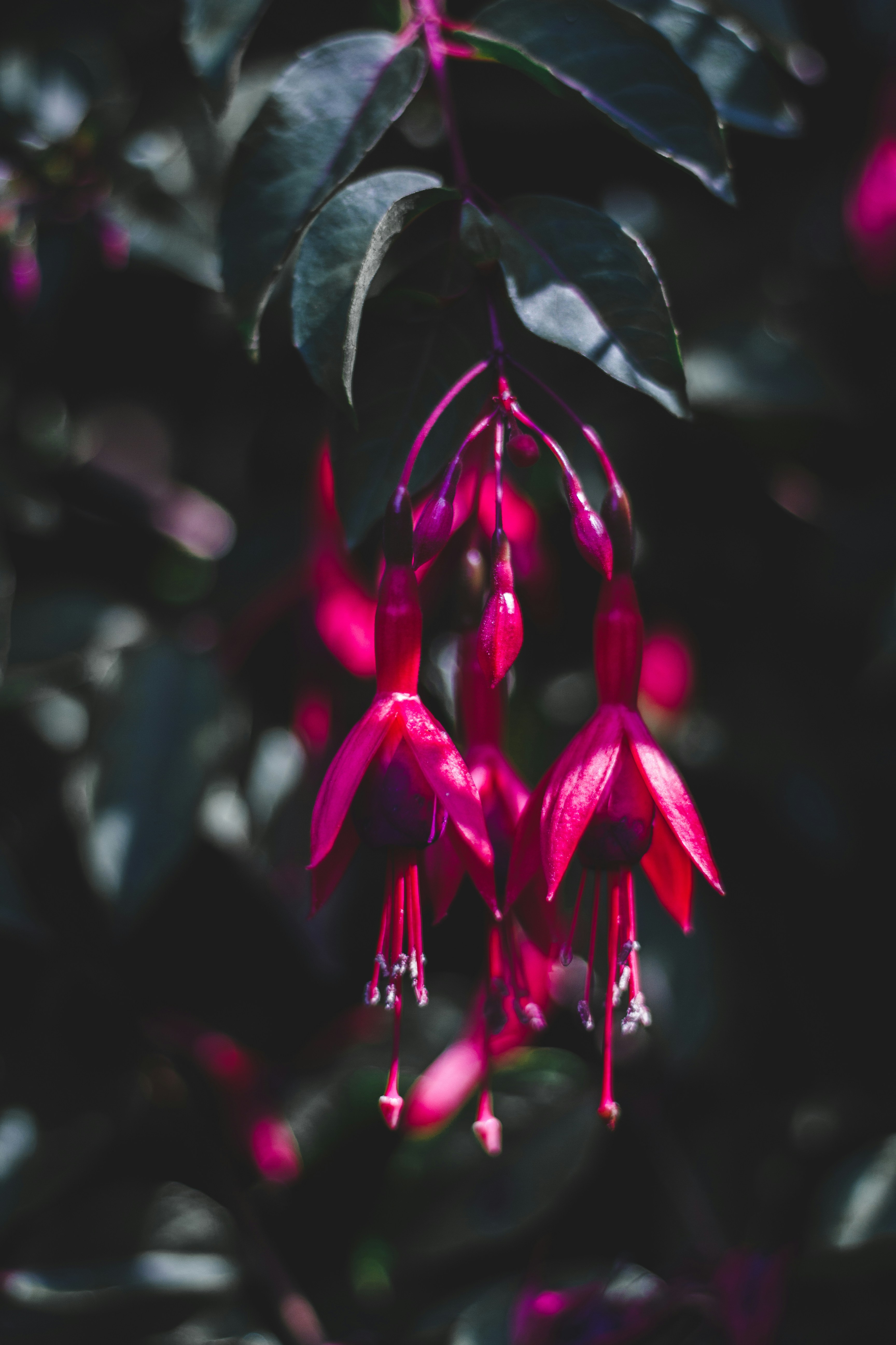 Crimson Fuchsia Pendants in Velvet Dusk