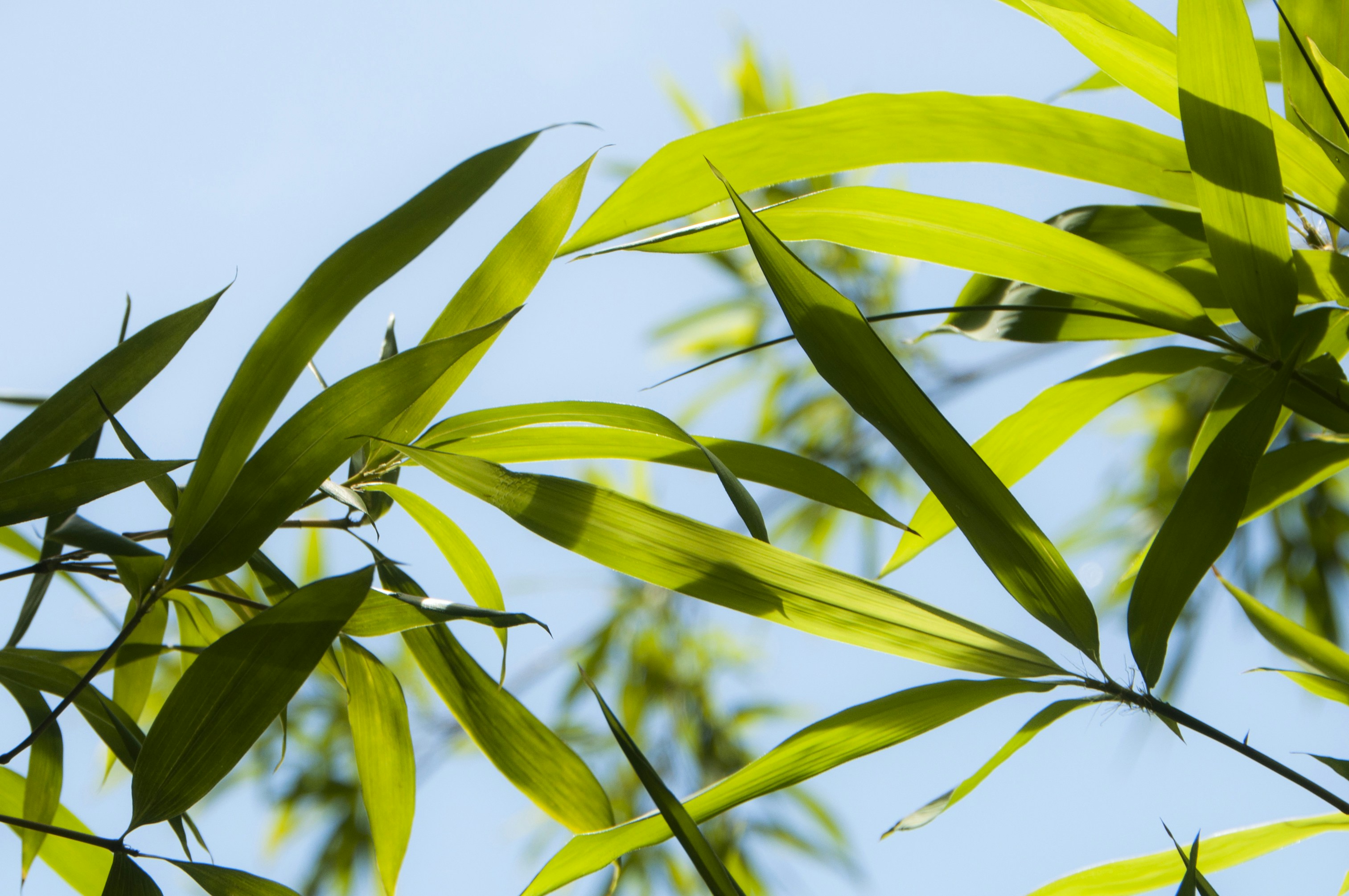 Delicate bamboo leaves dance against a clear blue sky, creating a serene interplay of light and shadow.