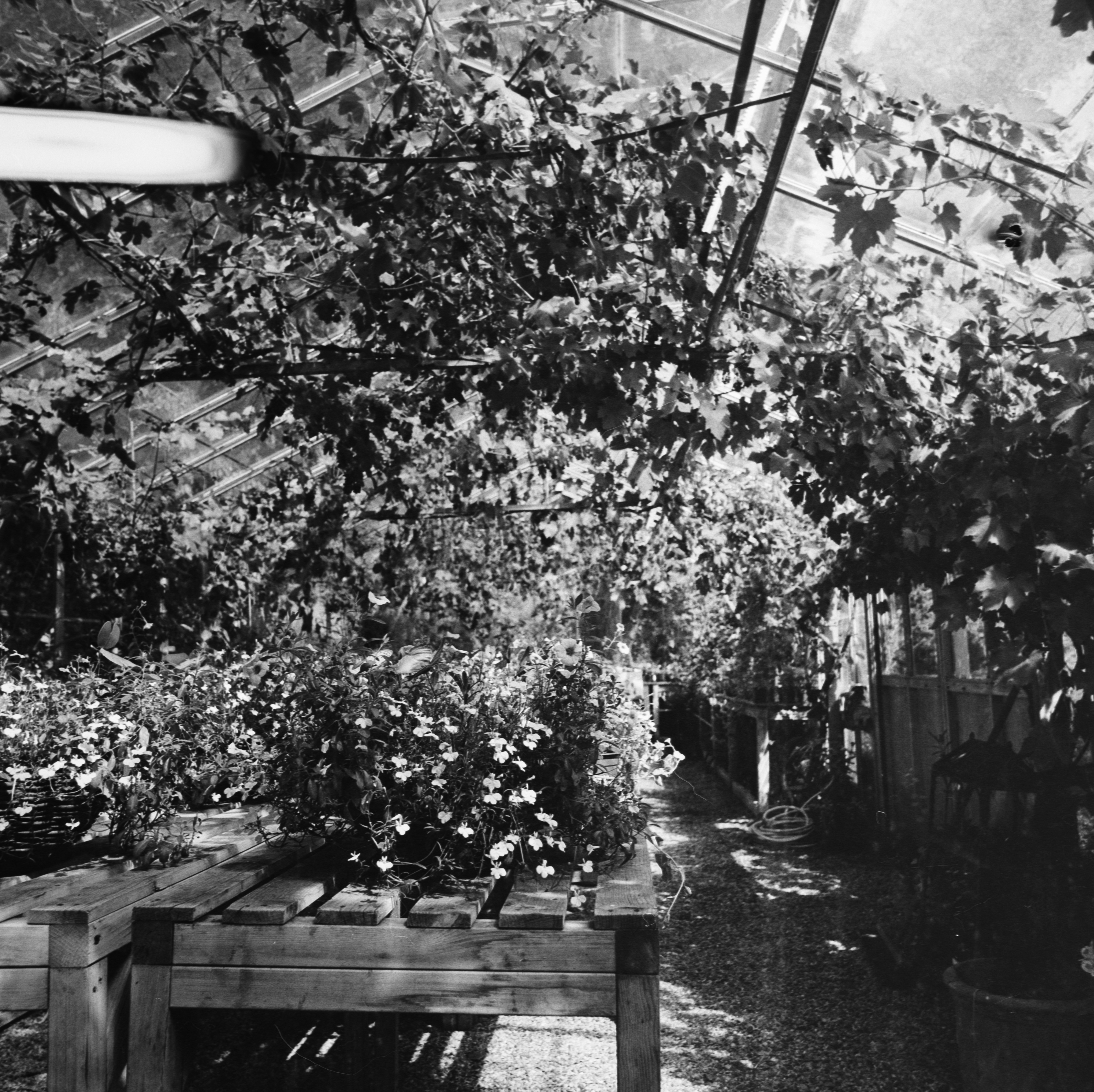 Greyscale photography of trees and plants photo – Free Outdoors Image ...