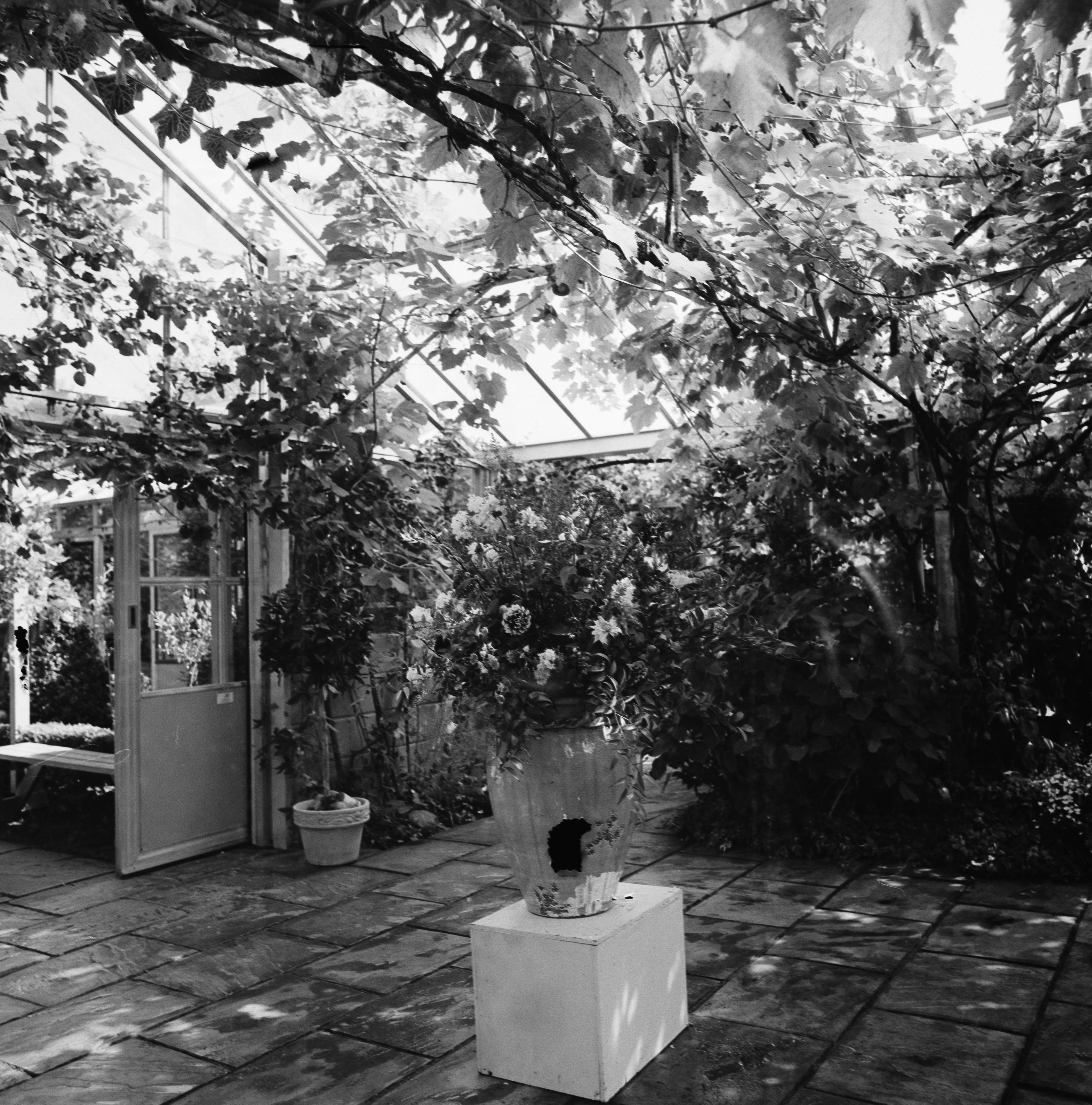 Grayscale photography of plants inside building photo – Free Grey Image ...