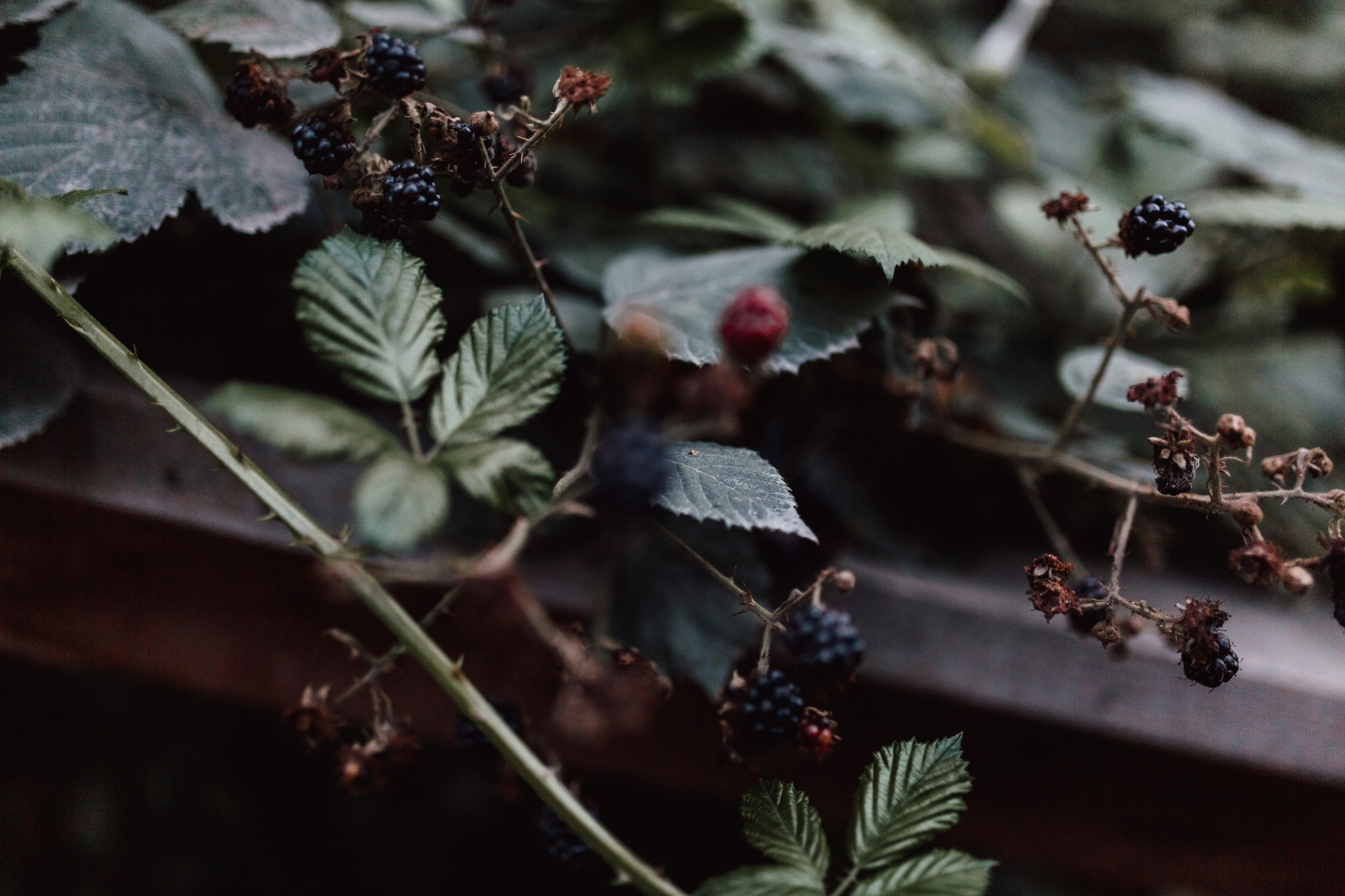 Foto Vista de cerca de la planta de mora – Imagen Moras gratis en Unsplash
