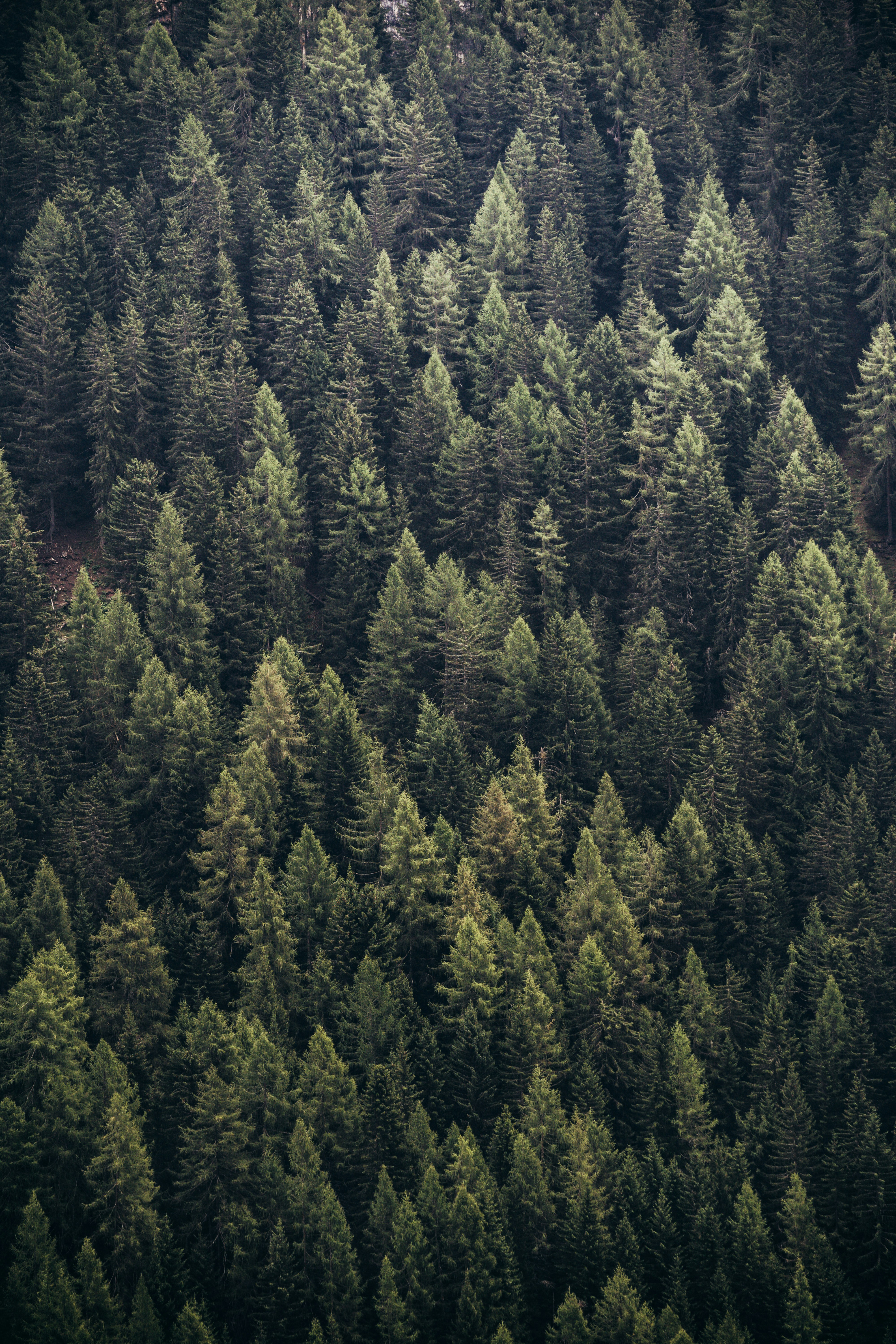 Forest during day photo – Free Nature Image on Unsplash