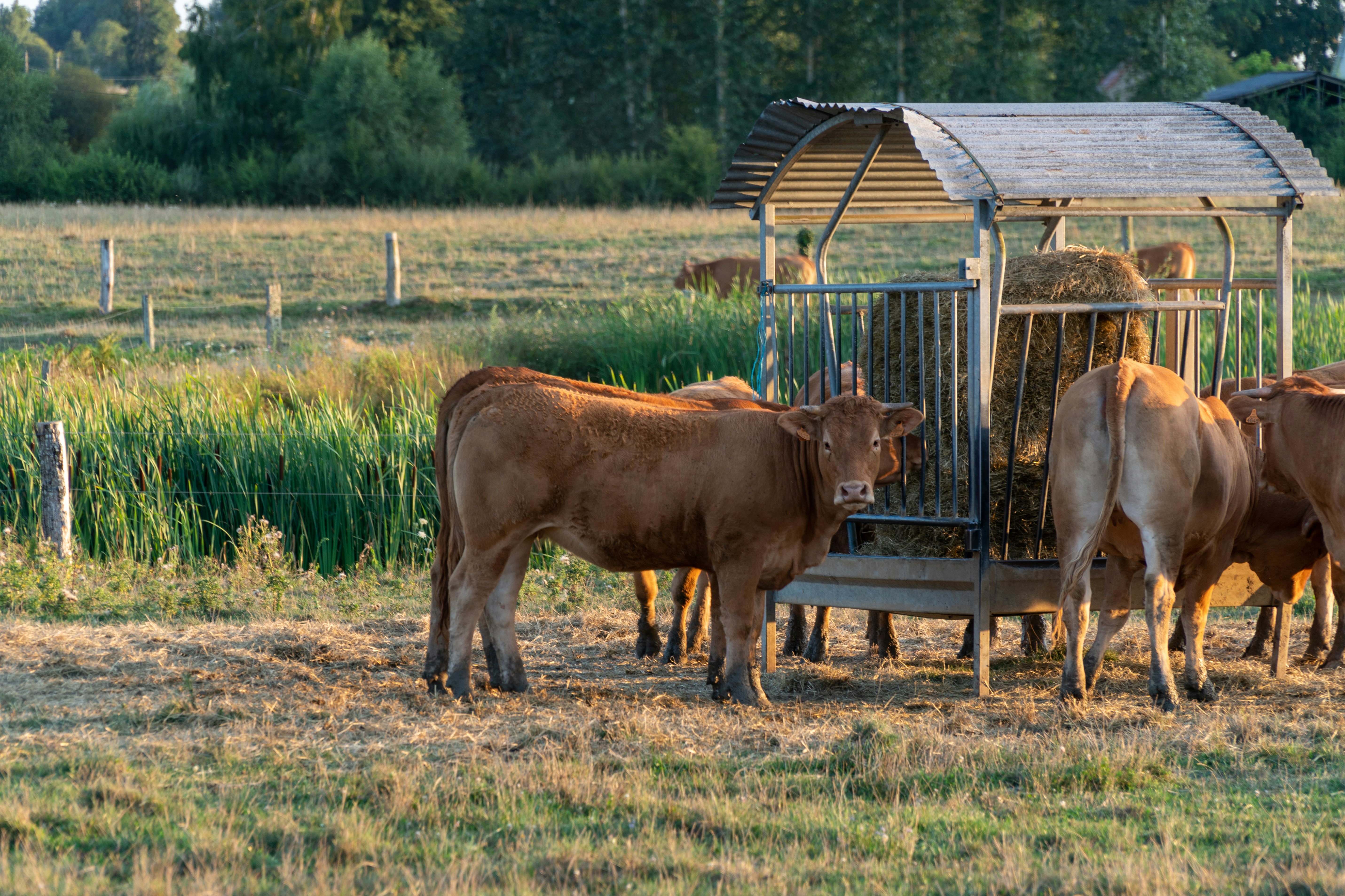 Rural Harmony: A Cow's Evening Feast
