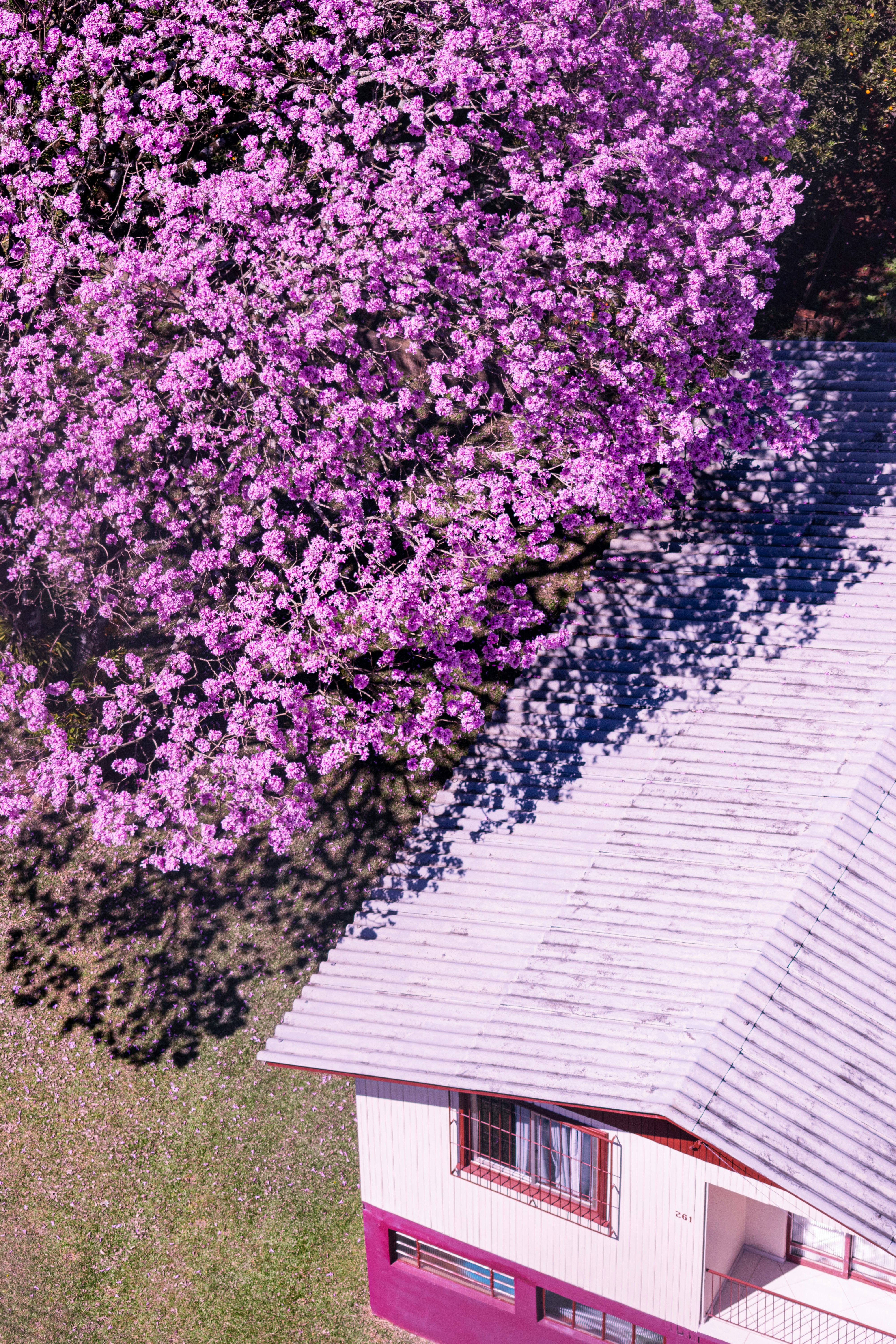 Vibrant pink blossoms cascade from a tree, casting intricate shadows over a quaint house with a sloped roof. The scene evokes a sense of tranquility.